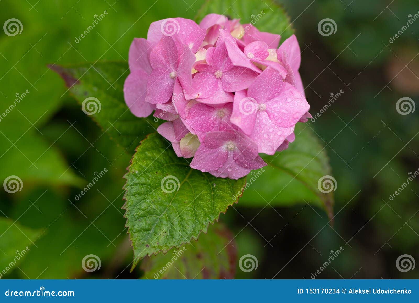 Pink Hydrangea in Soft Focus and with Rain Drops Close Up Stock Photo ...
