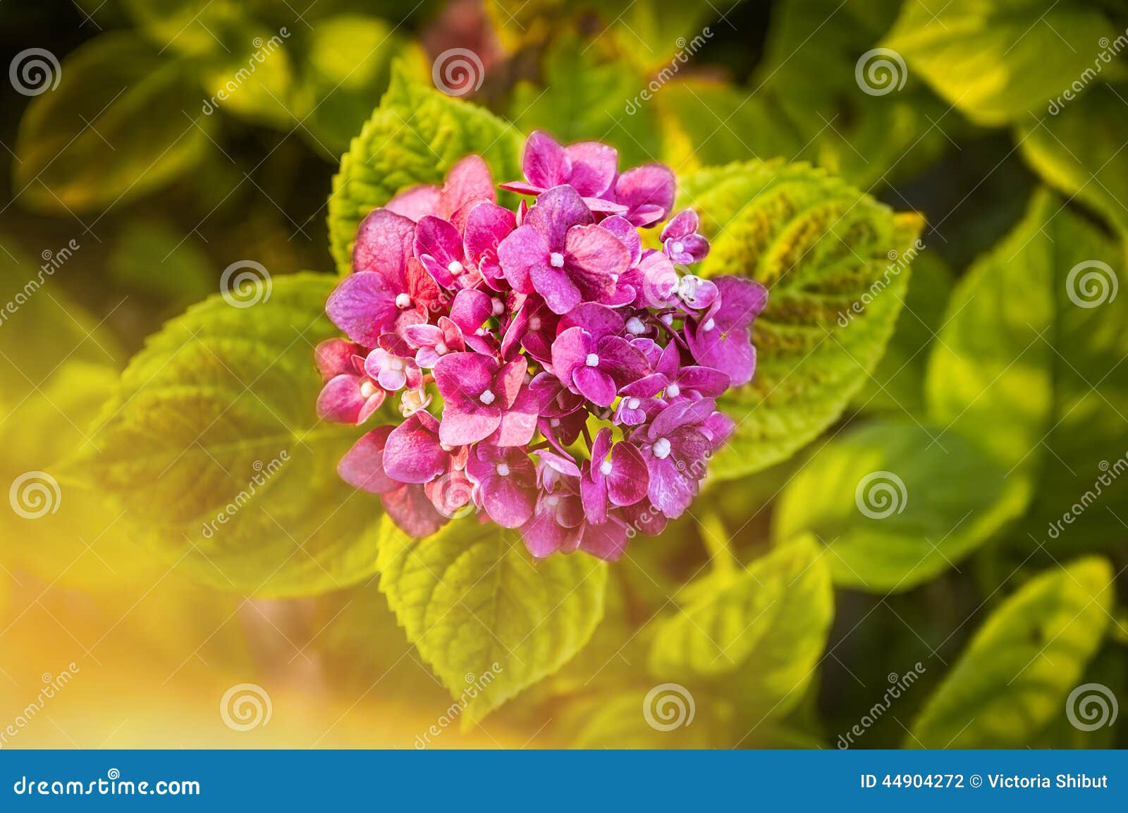 Pink hydrangea, top view stock photo. Image of leaf, hortensia - 44904272