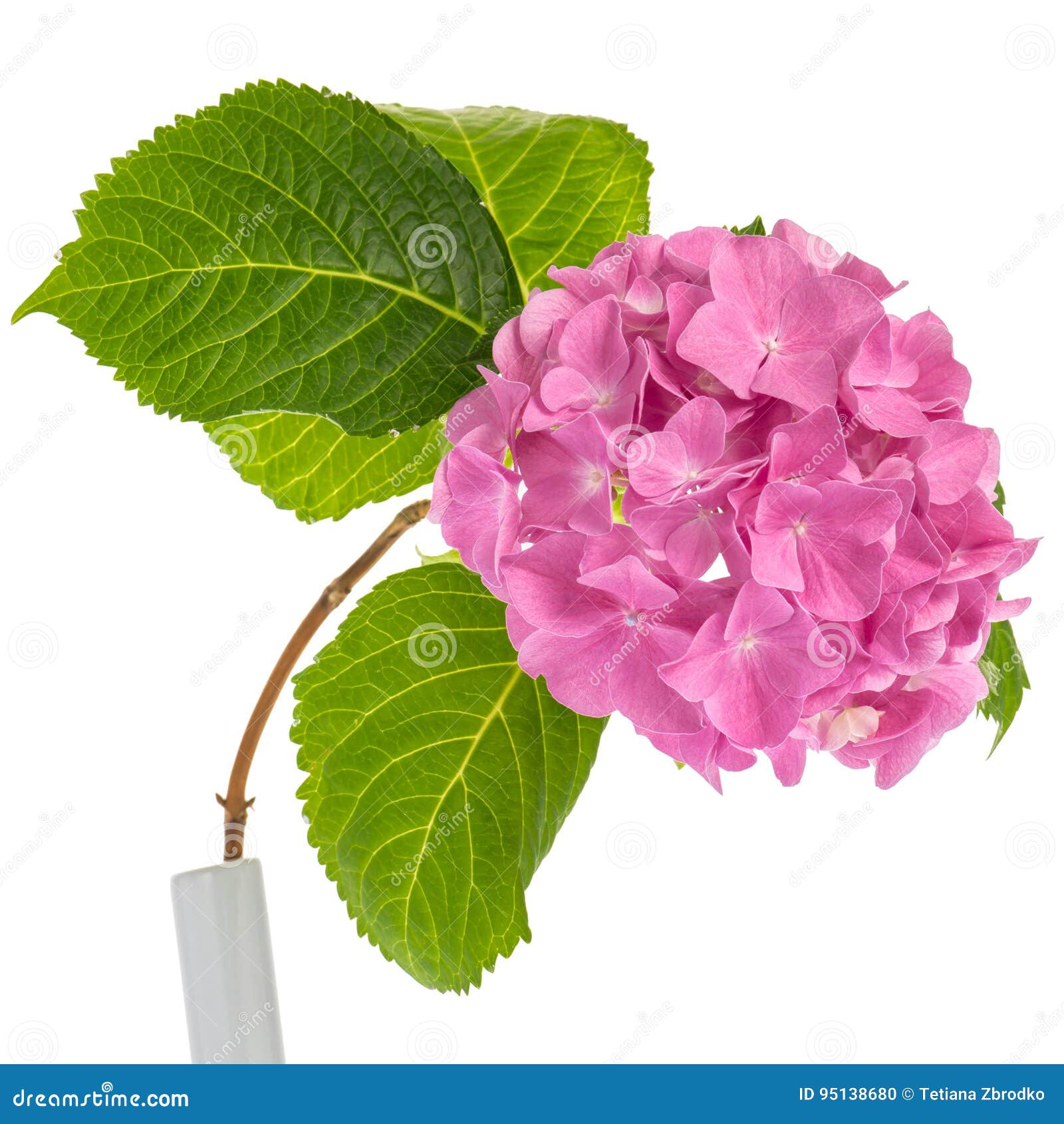 Pink hydrangea twig stock photo. Image of green, background - 95138680