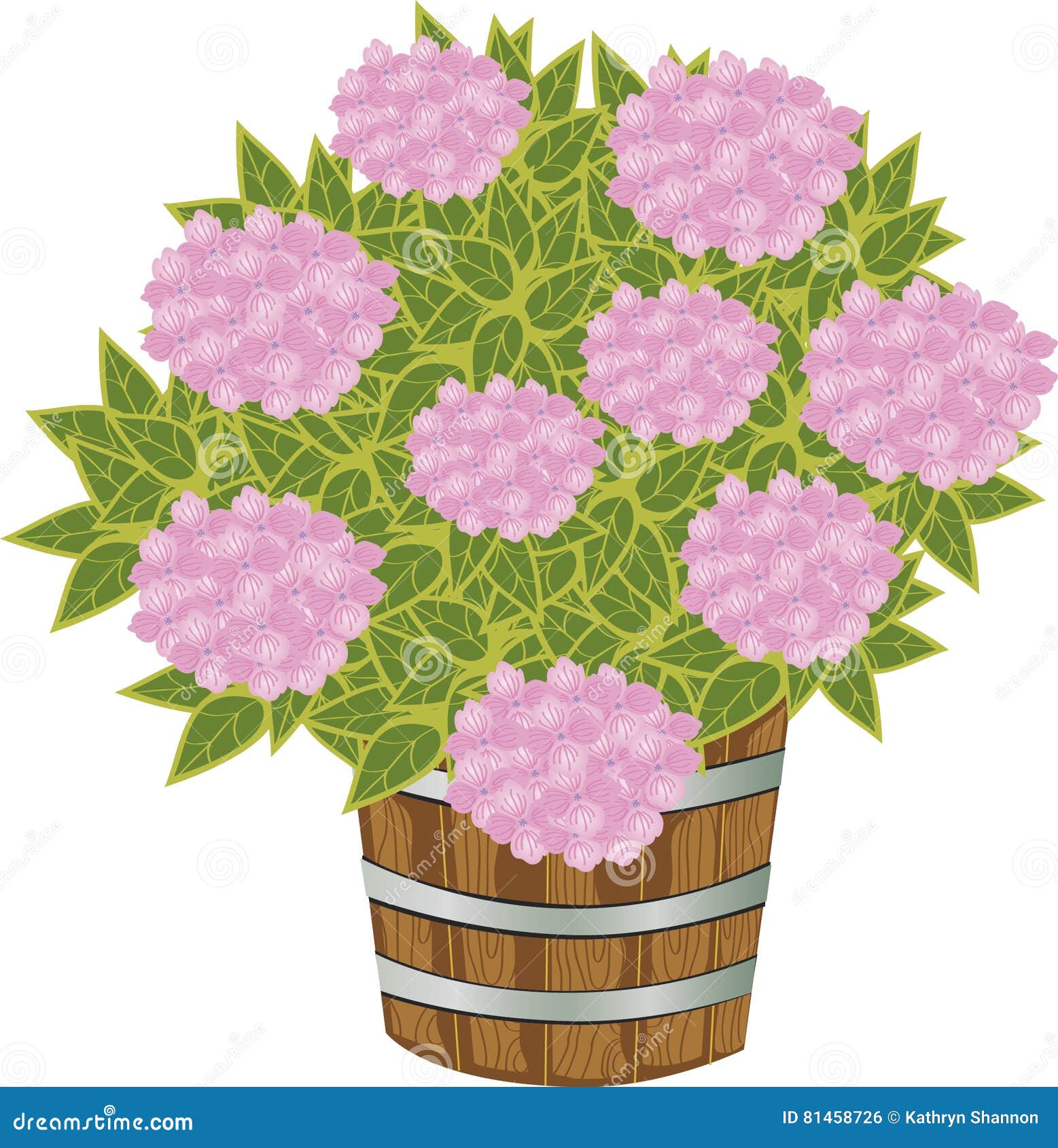 Pink hydrangea stock vector. Illustration of petals, garden - 81458726