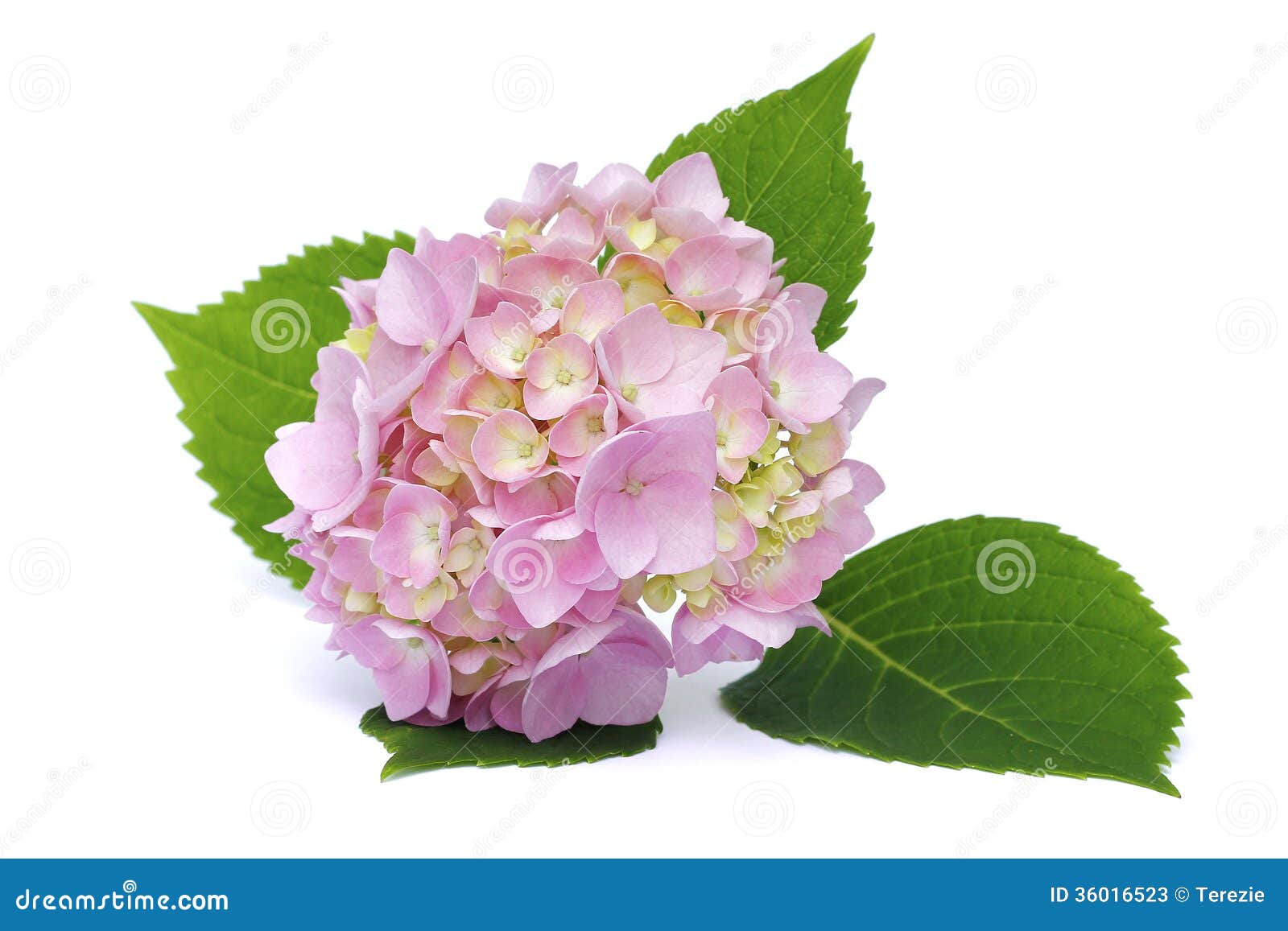 Pink hydrangea stock image. Image of color, beauty, pink - 36016523