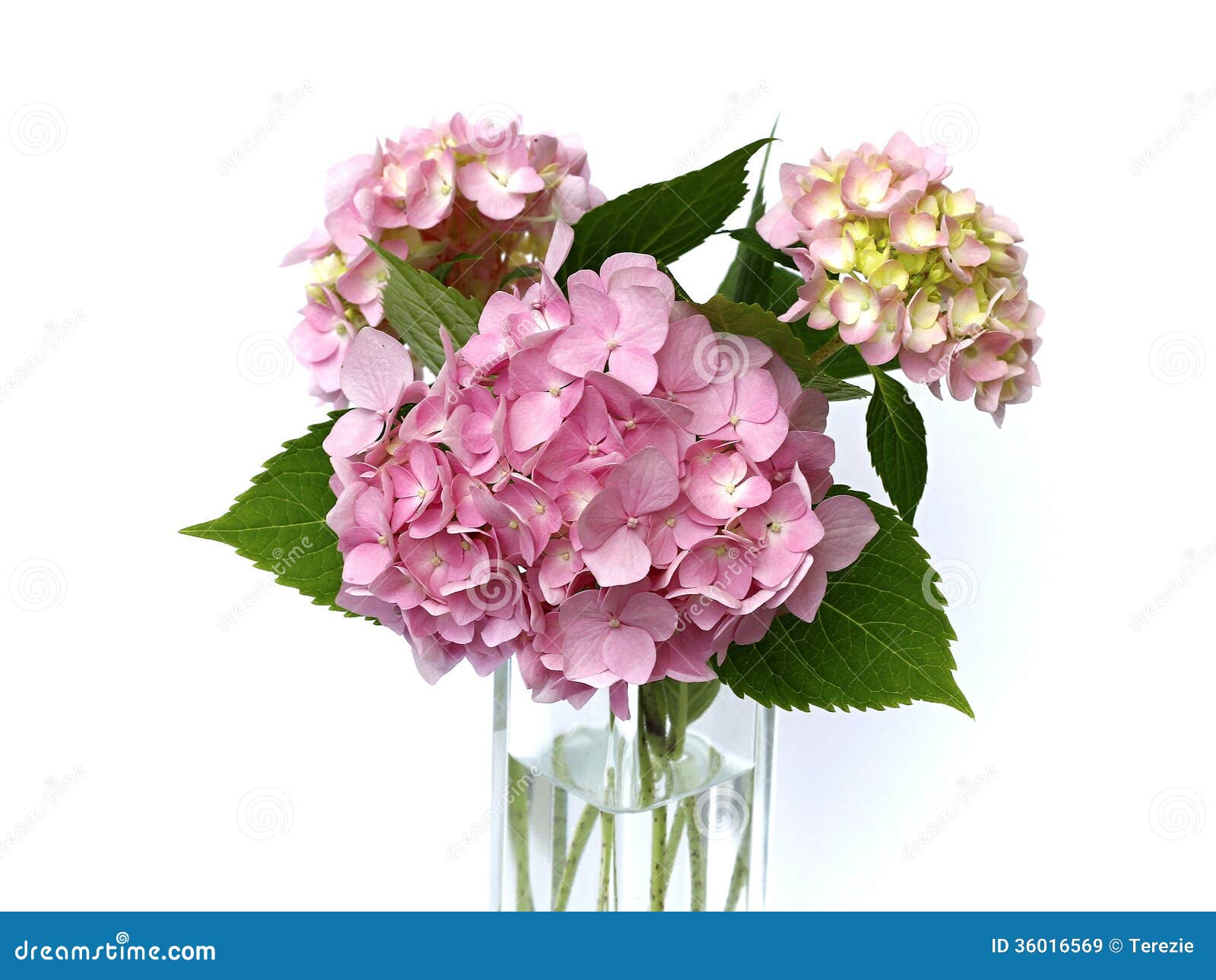 Pink hydrangea stock image. Image of petal, color, leaves - 36016569