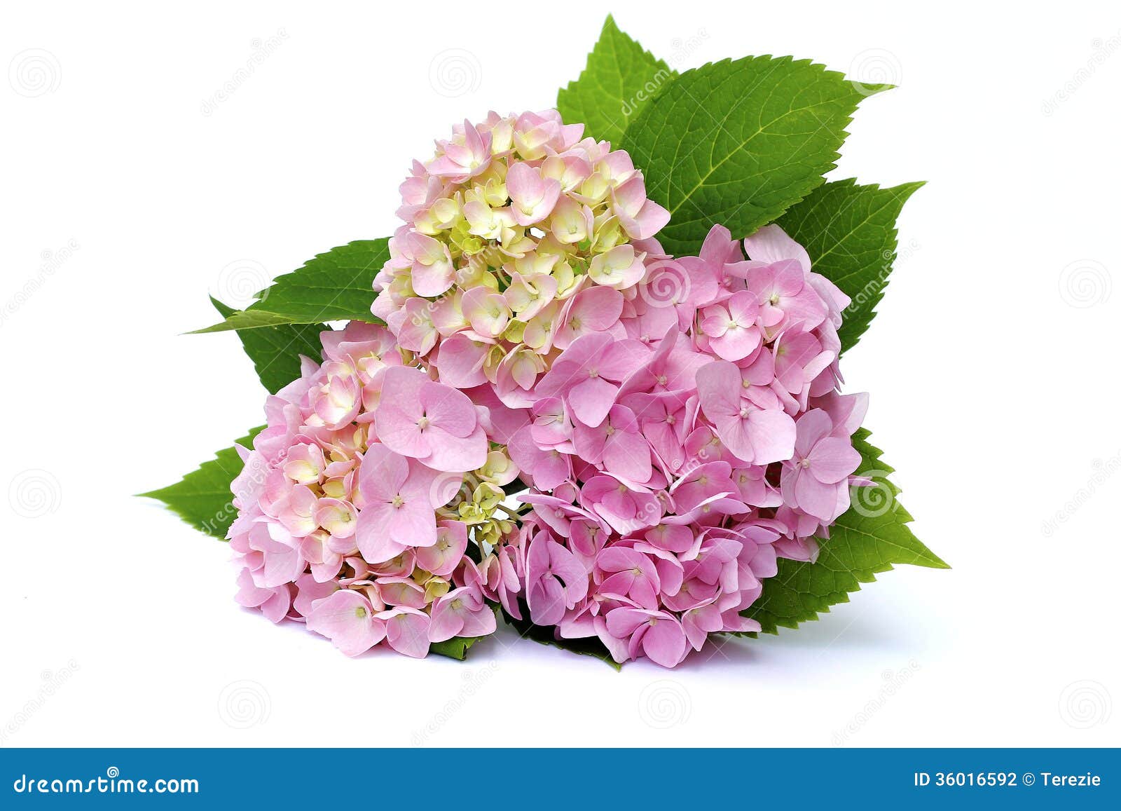 Pink hydrangea stock photo. Image of ornamental, outdoors - 36016592
