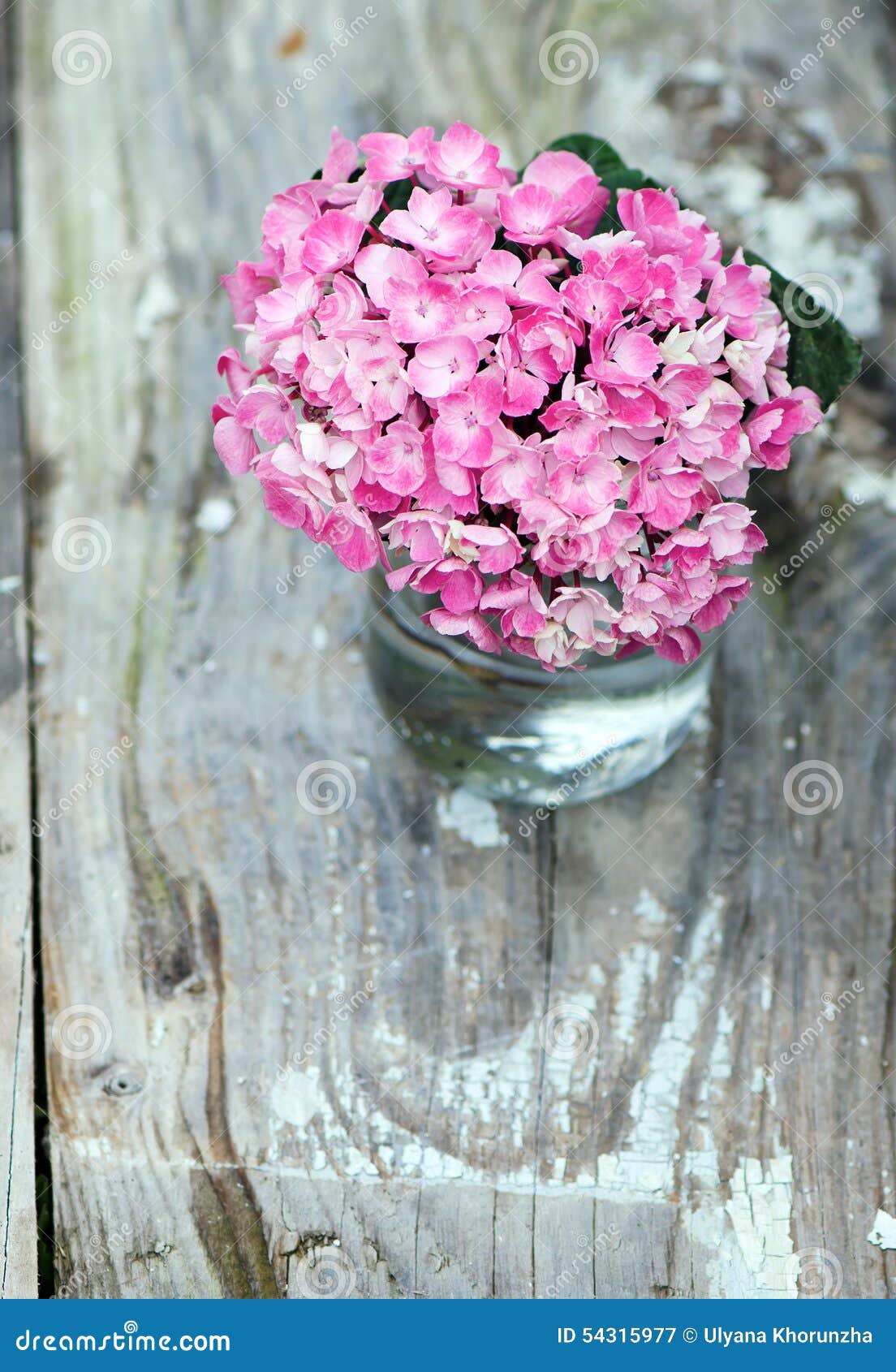 Pink hydrangea stock image. Image of flowerpot, holiday - 54315977