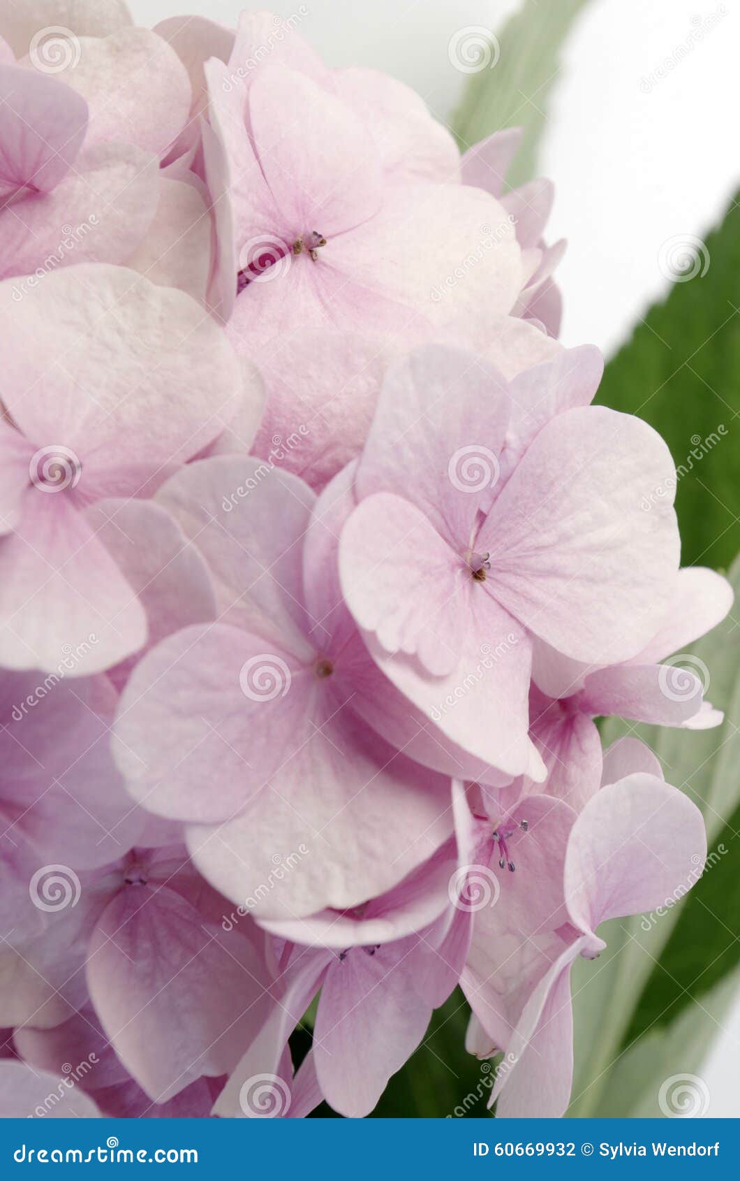 Pink hydrangea stock photo. Image of blossom, bloom, pink - 60669932