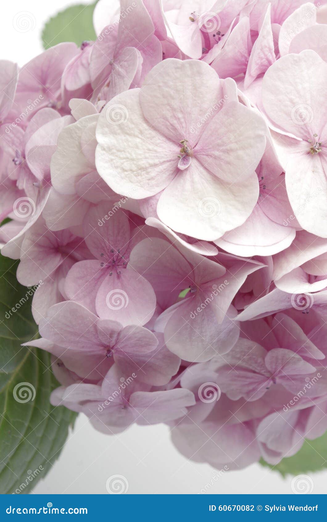 Pink hydrangea stock photo. Image of blossom, blossoms - 60670082