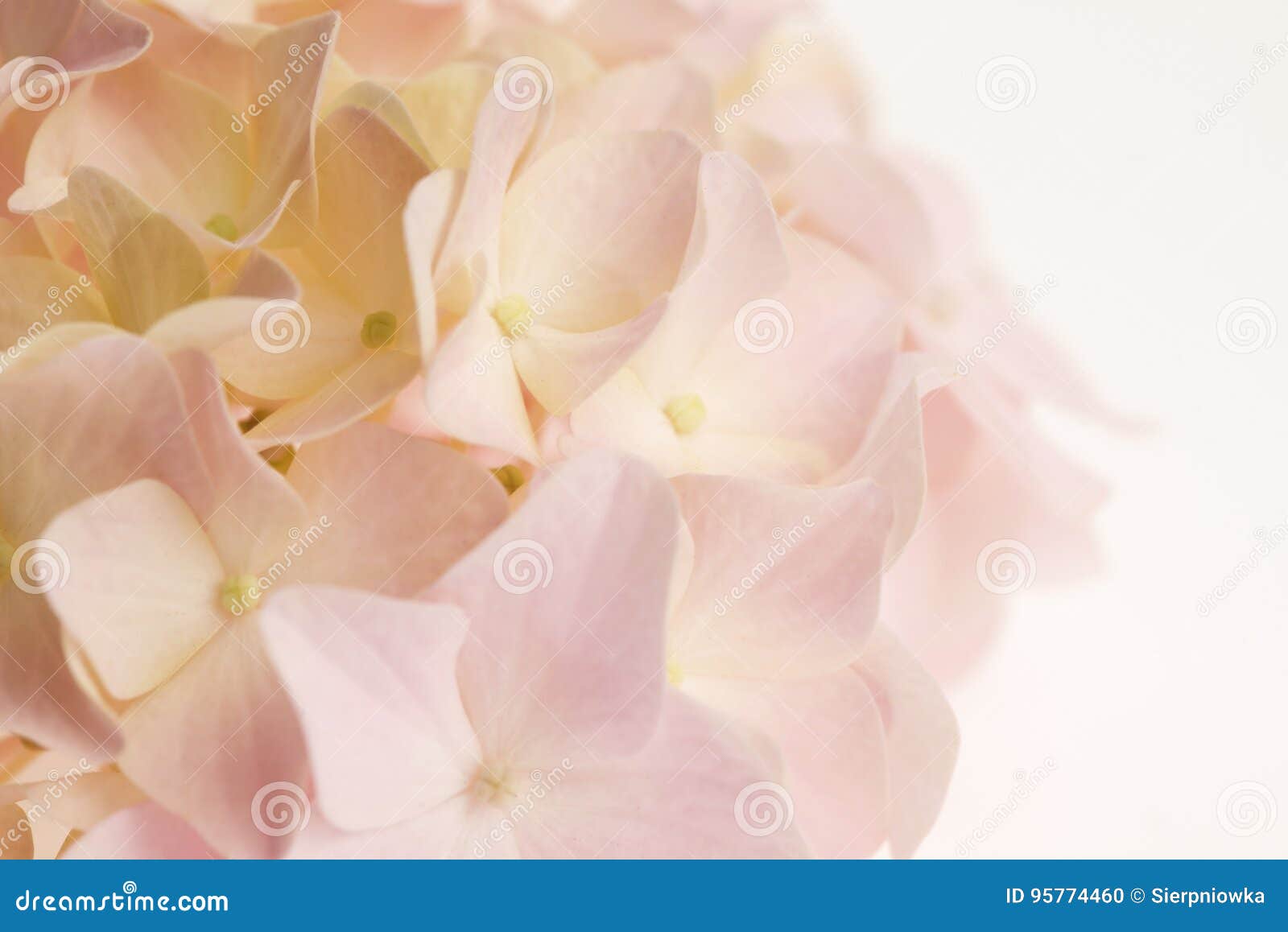 Pink hydrangea stock photo. Image of plant, blossom, pink - 95774460
