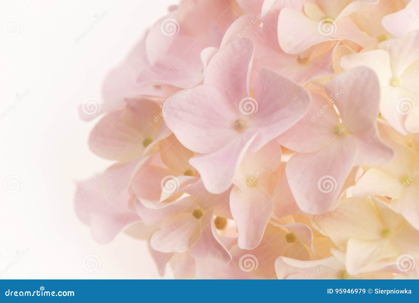 Pink hydrangea stock image. Image of macro, head, beauty - 95946979