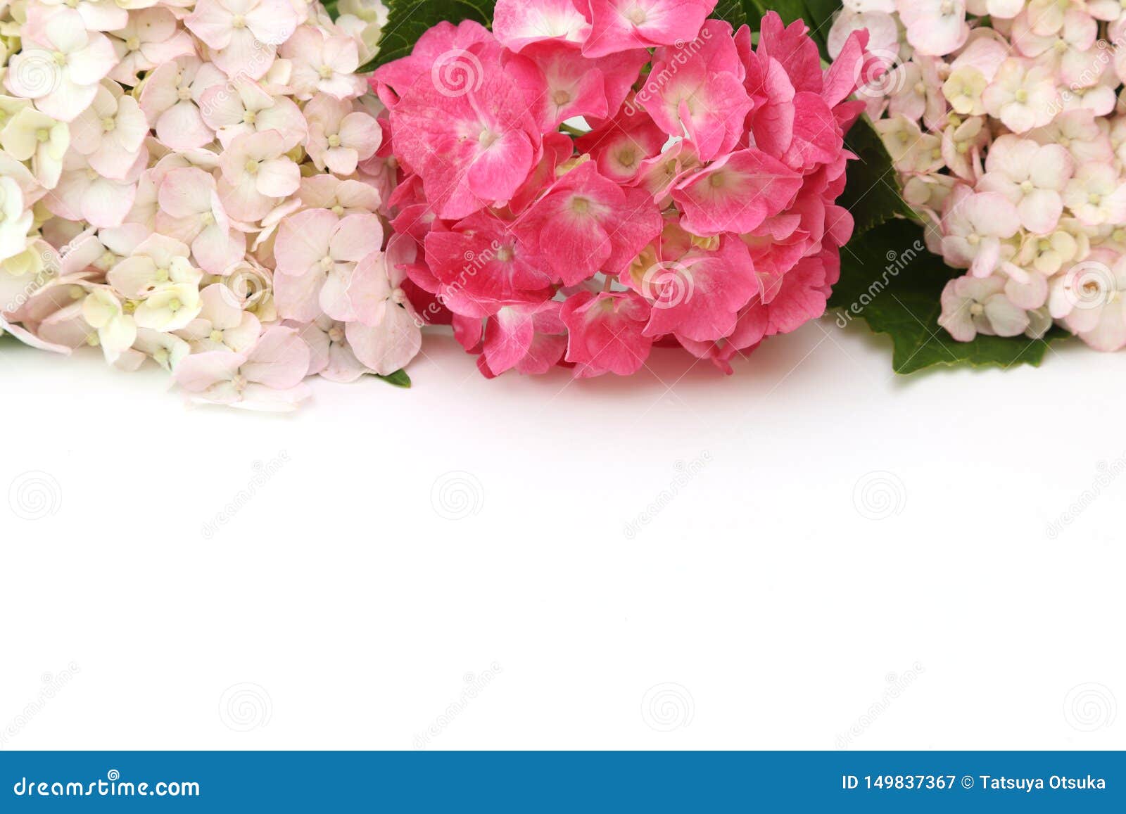 Pink Hydrangea in a White Background Stock Image - Image of background ...
