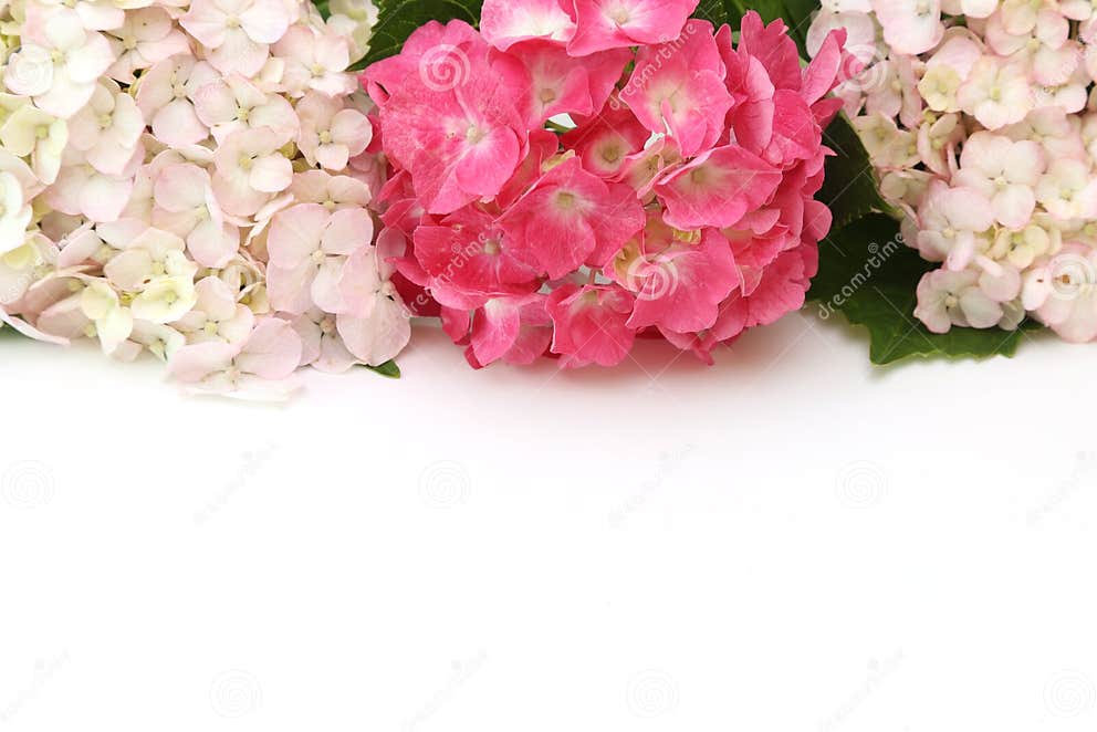Pink Hydrangea in a White Background Stock Image - Image of background ...