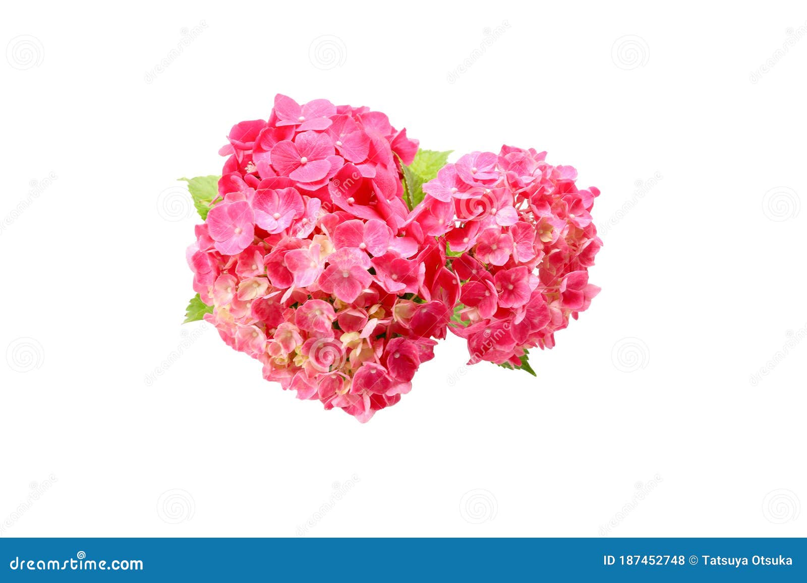 Pink Hydrangea in a White Background Stock Photo - Image of rainy ...