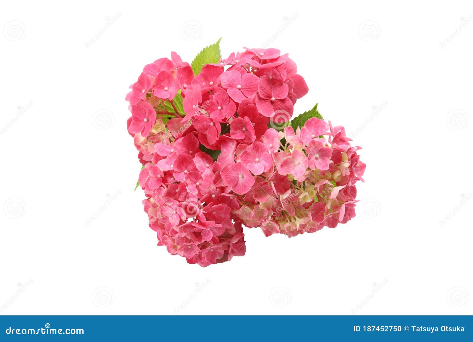 Pink Hydrangea in a White Background Stock Photo - Image of pink, leaf ...