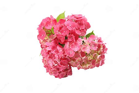 Pink Hydrangea in a White Background Stock Photo - Image of pink, leaf ...