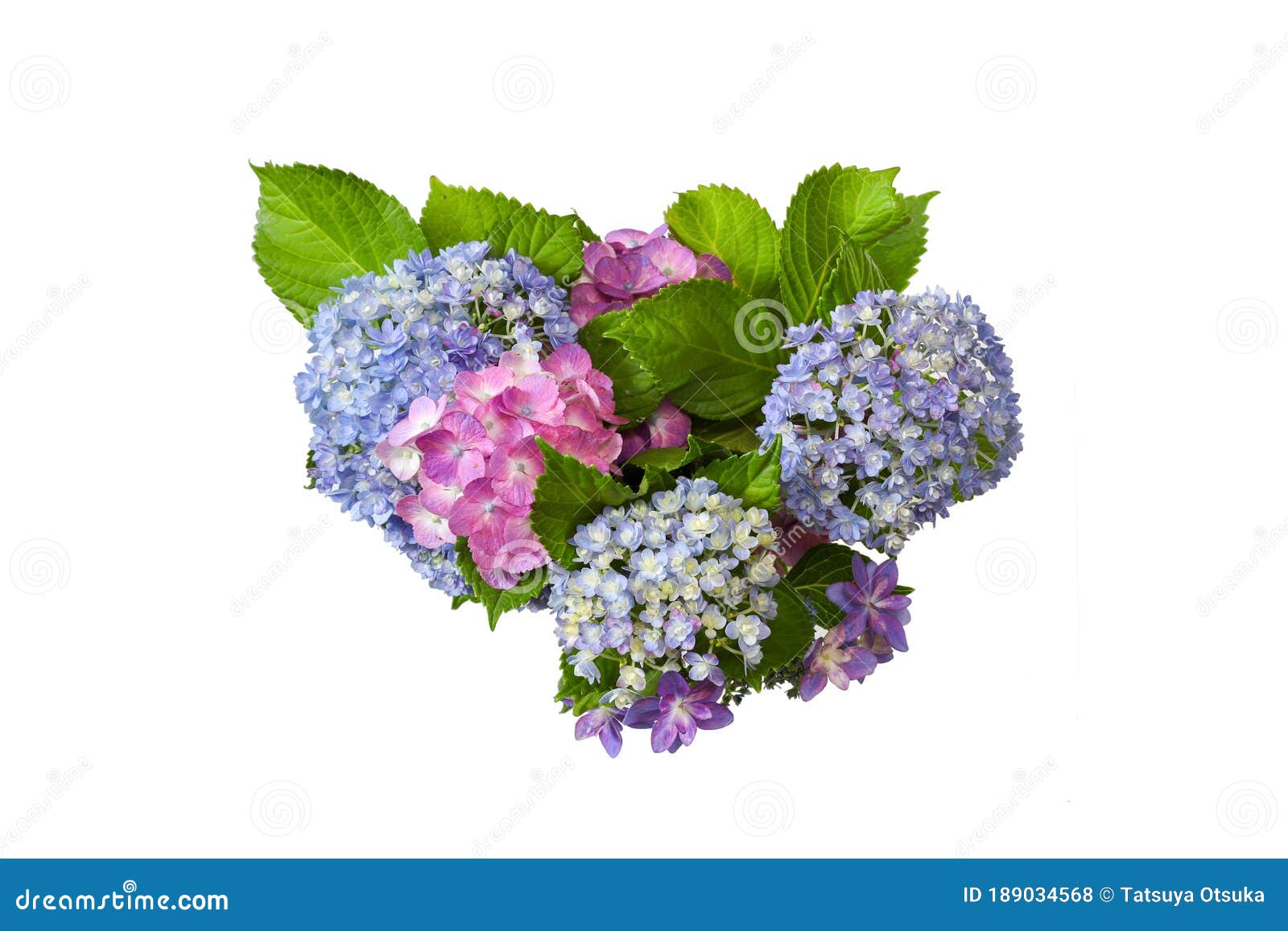 Pink Hydrangea in a White Background Stock Photo - Image of blue, pink ...