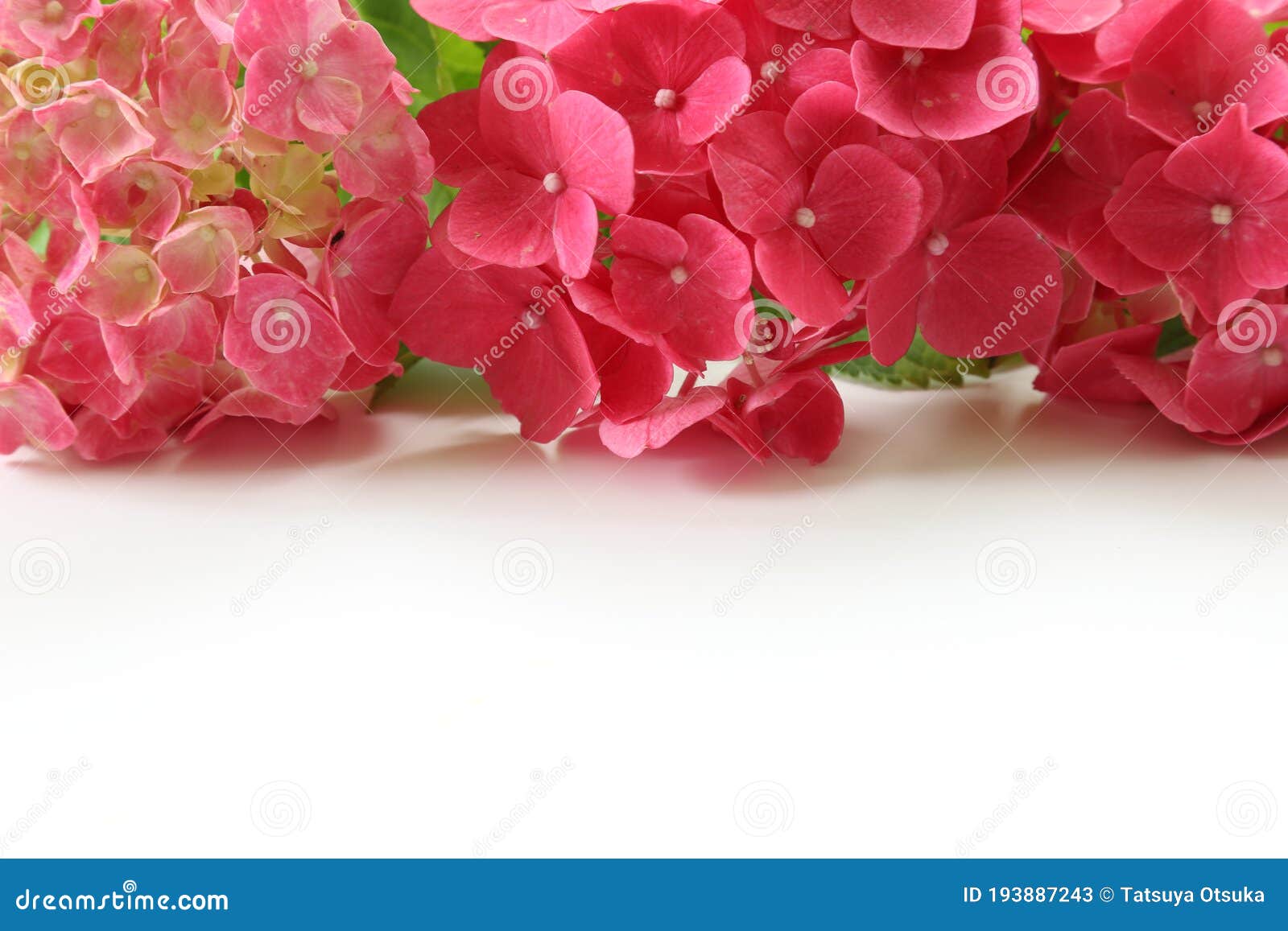 Pink Hydrangea in a White Background Stock Image - Image of pink, copy ...