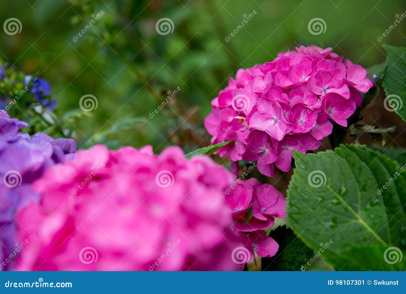 Pink Hydrangeas Background. Stock Image - Image of leaf, color: 98107301