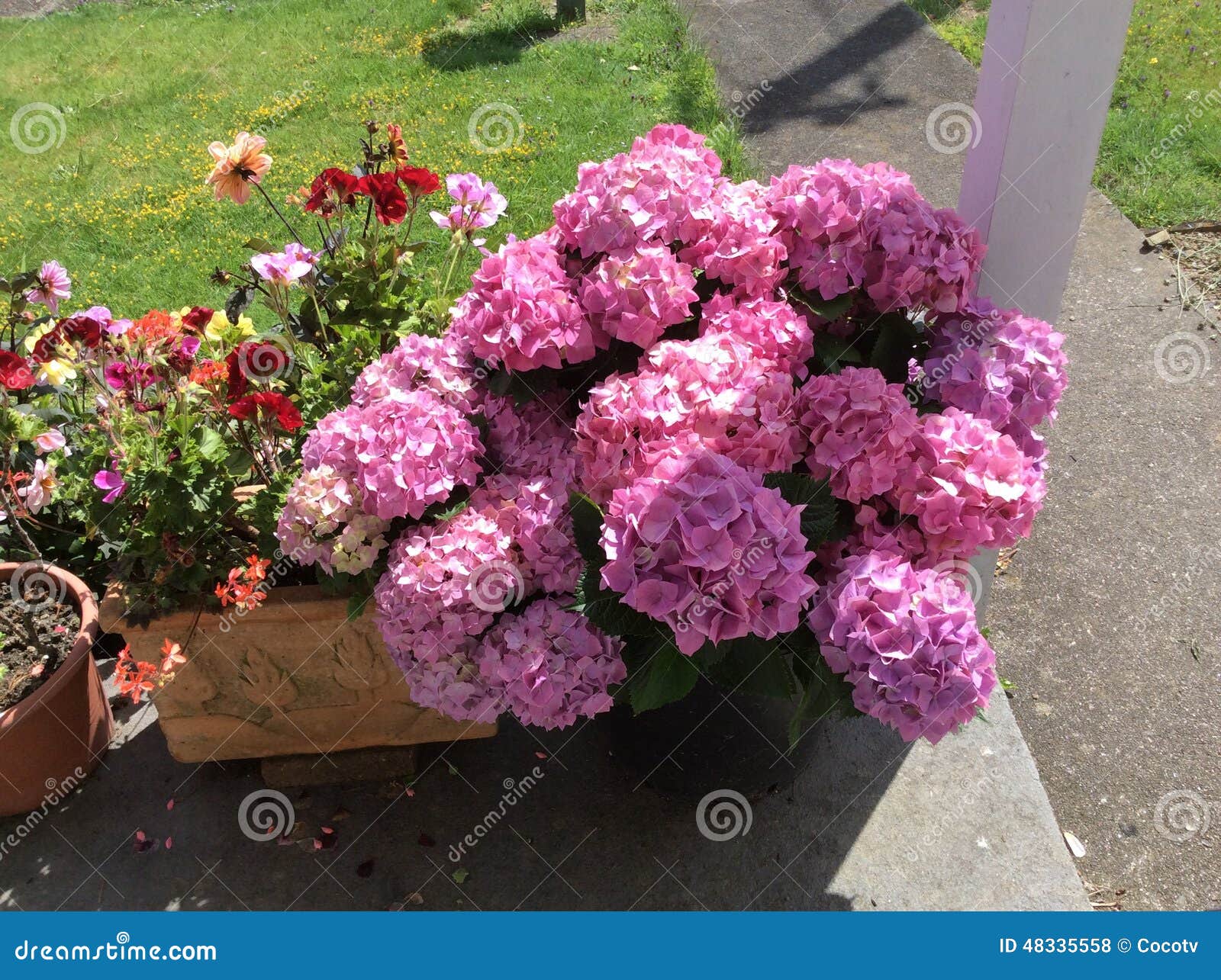 Pink Hydrangeas stock photo. Image of hydrangeas, plant - 48335558