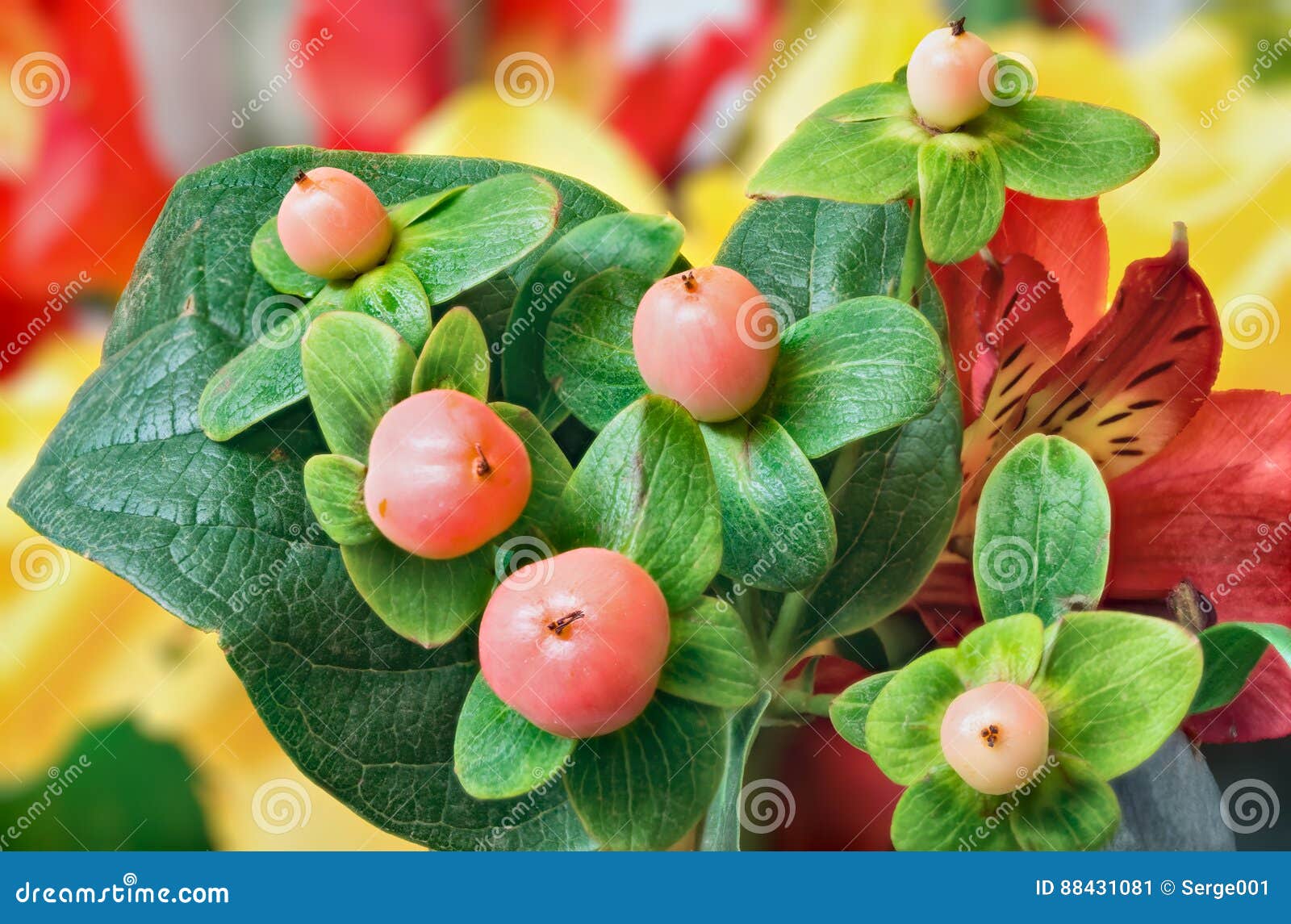 Pink Hypericum berries stock image. Image of love, color - 88431081