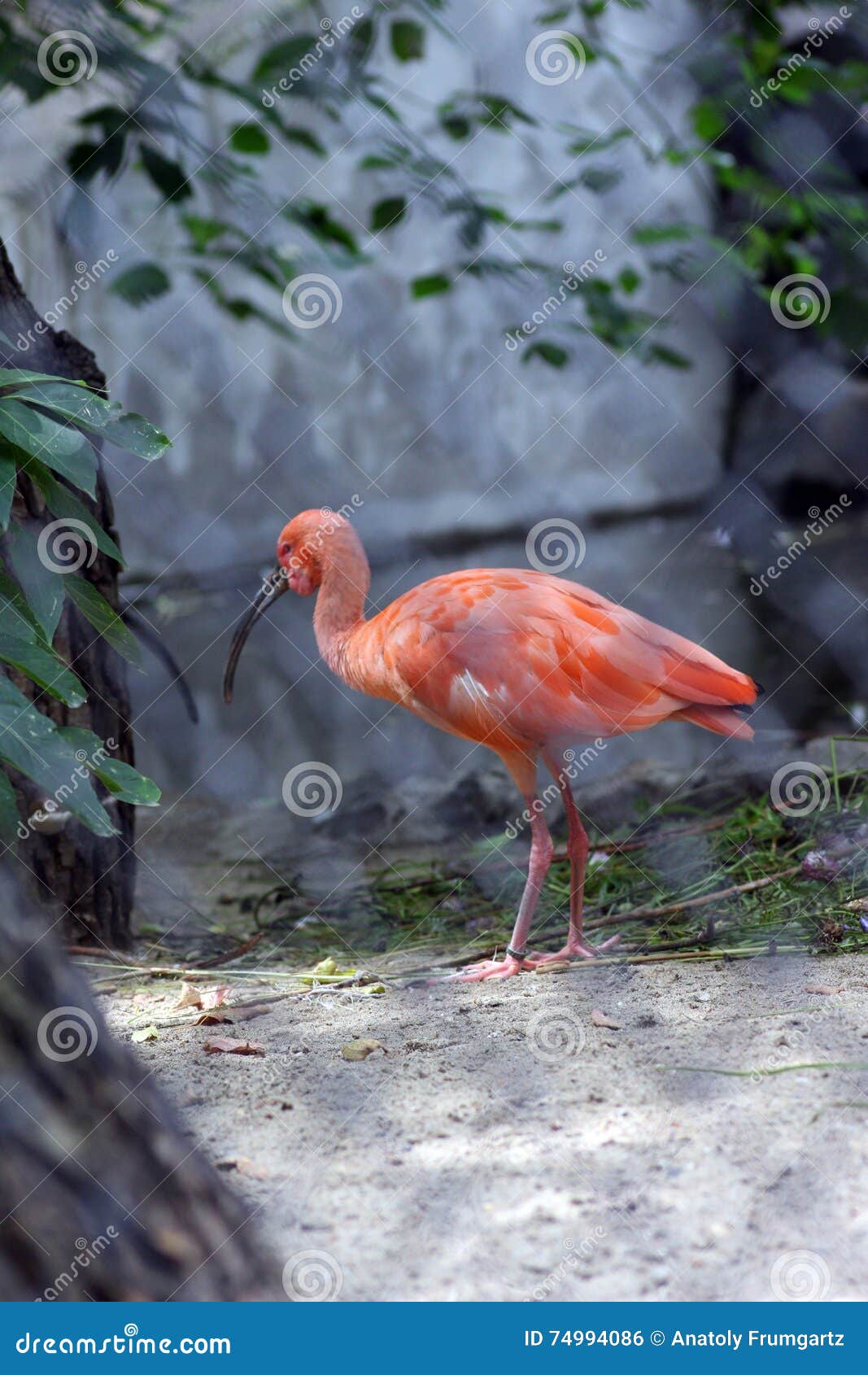 Pink ibis stock photo. Image of light, organism, bird - 74994086