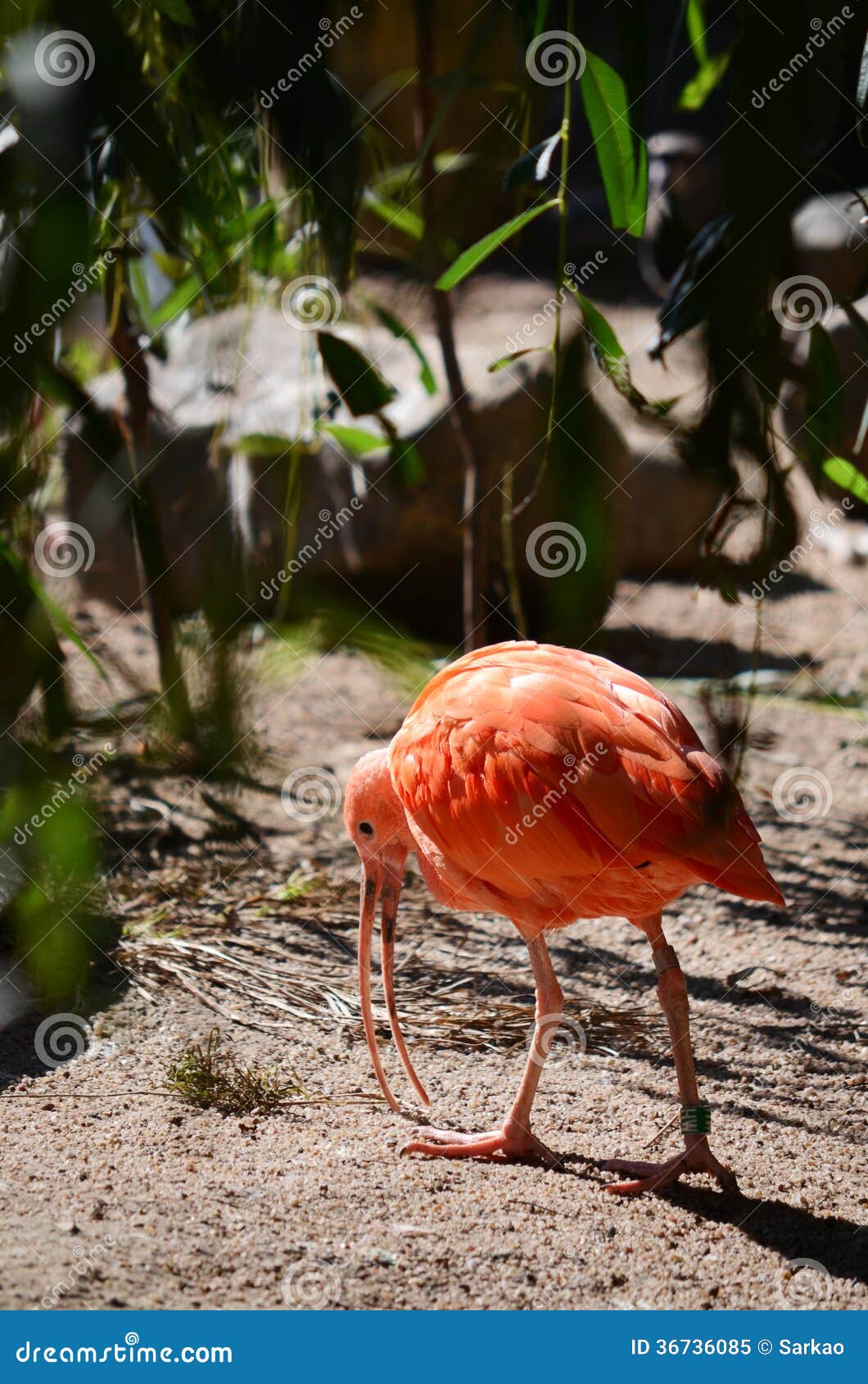 Pink ibis stock image. Image of nature, fauna, bird, ibis - 36736085