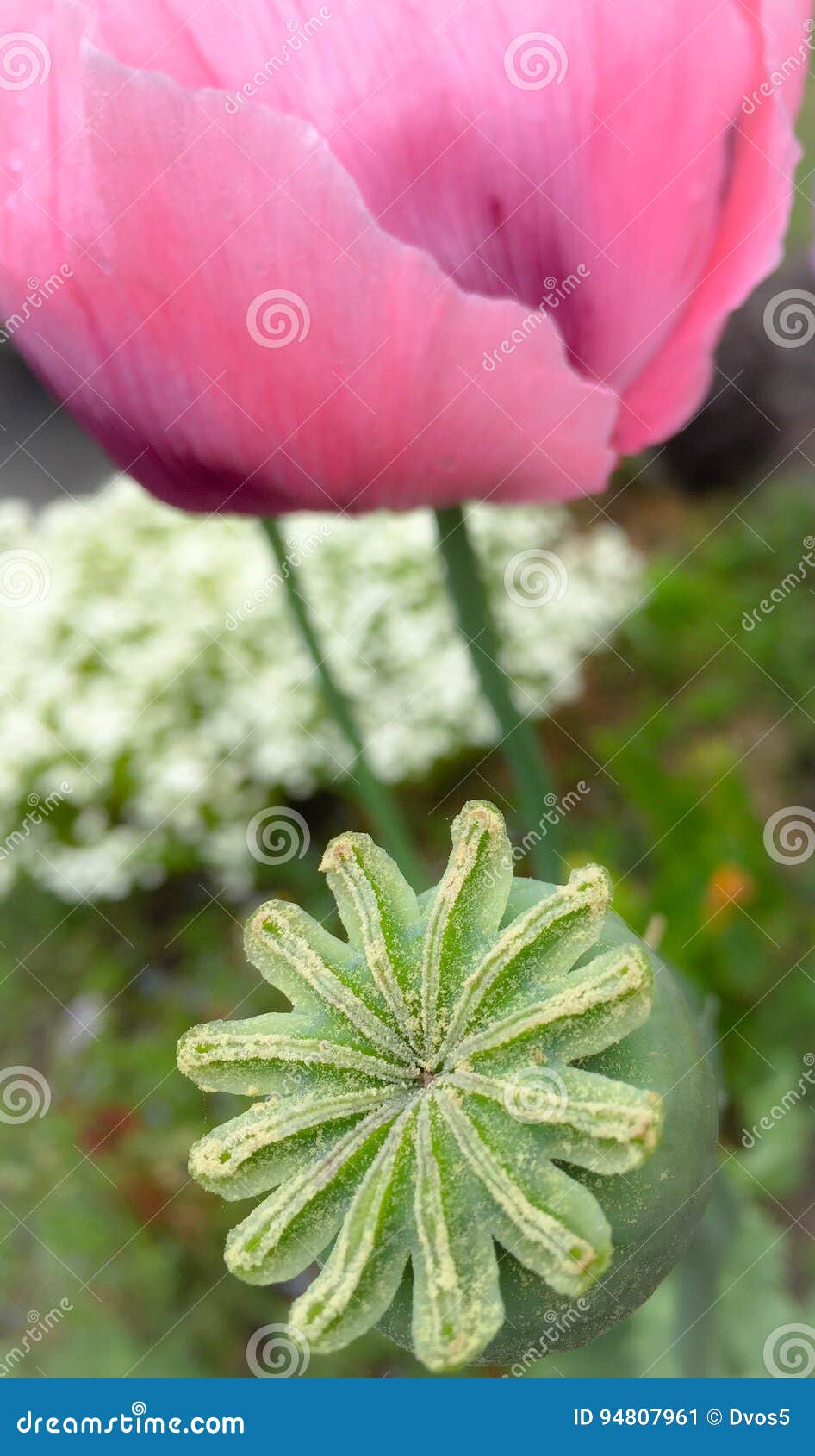 Pink Icelandic Poppy stock image. Image of pink, poppy - 94807961