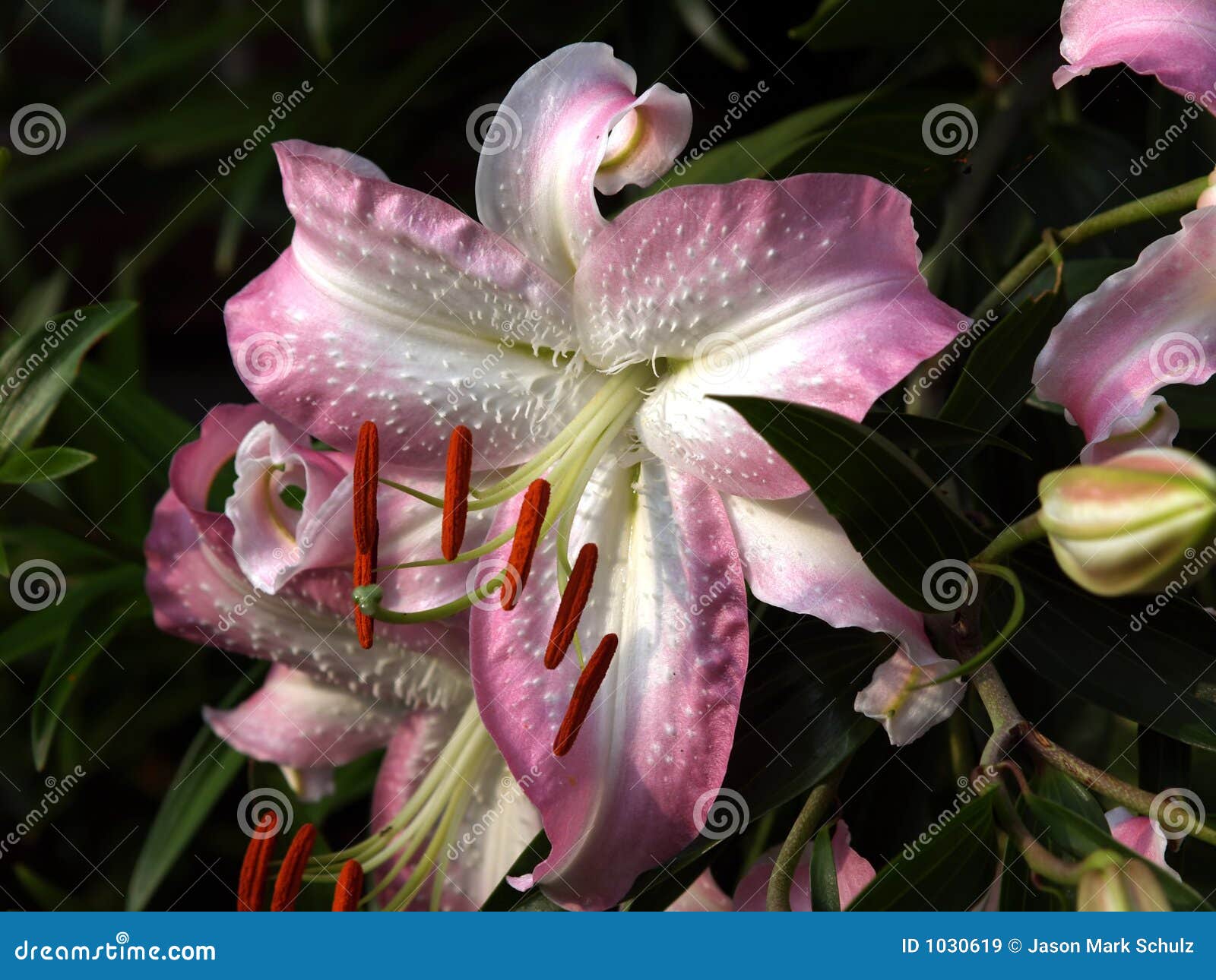 Pink Icicles Oriental Lily (Lilium) Stock Image - Image of lillium ...