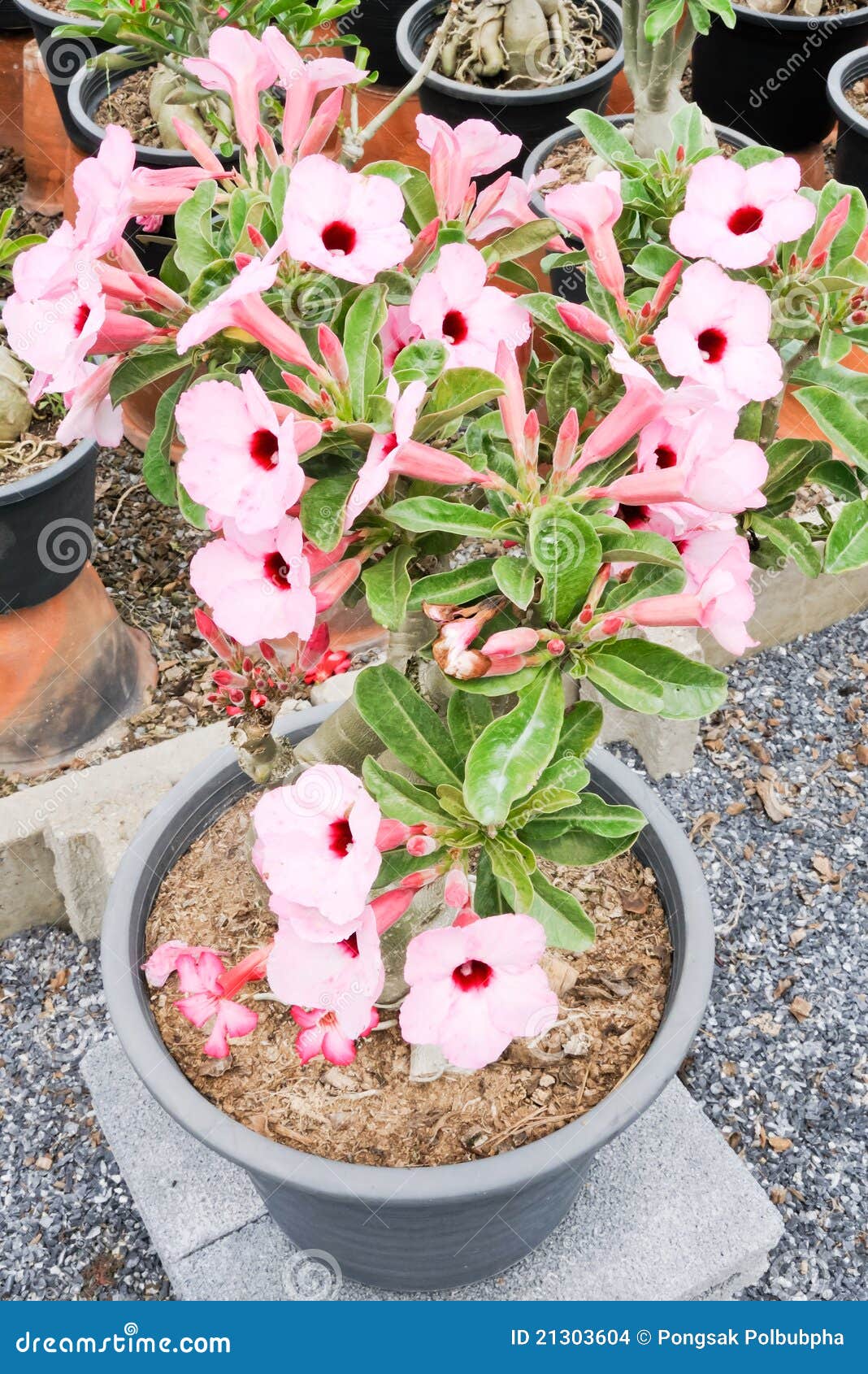 Pink impala Lily stock photo. Image of asia, bush, farm - 21303604