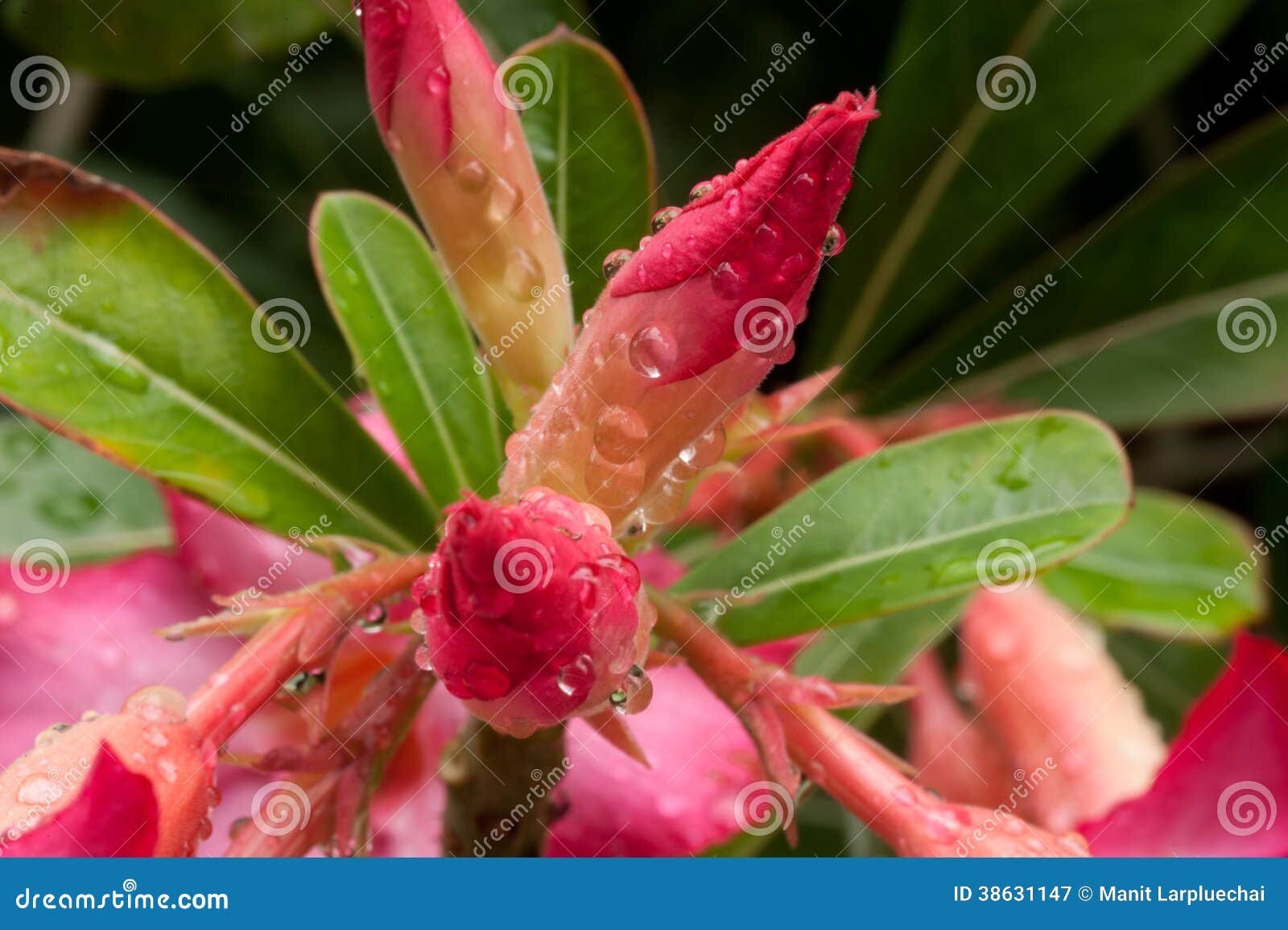 Pink Impala Lily . stock image. Image of desert, biology - 38631147