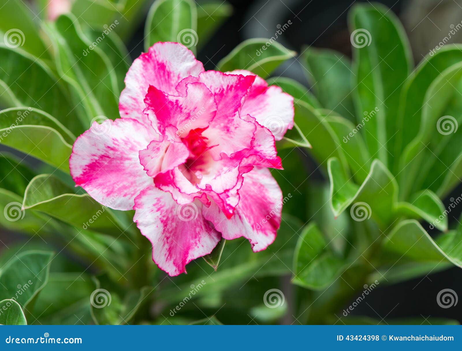 Pink Impala Lily flower stock photo. Image of beautiful - 43424398