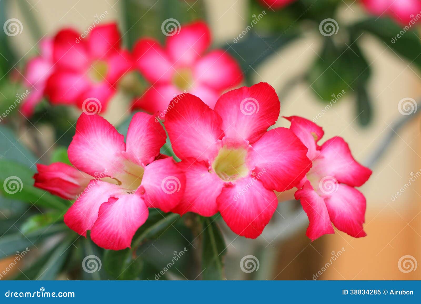 Pink Impala Lily Flowers Blooming Stock Photo - Image of impala, branch ...