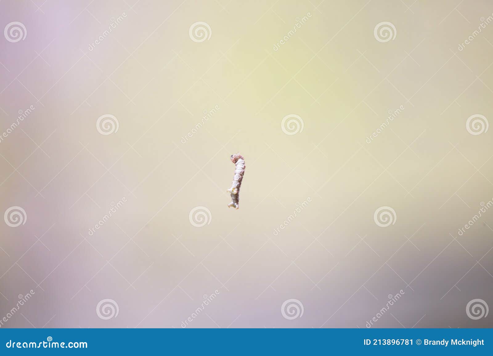 Pink Inchworm Hanging stock image. Image of coldblooded - 213896781