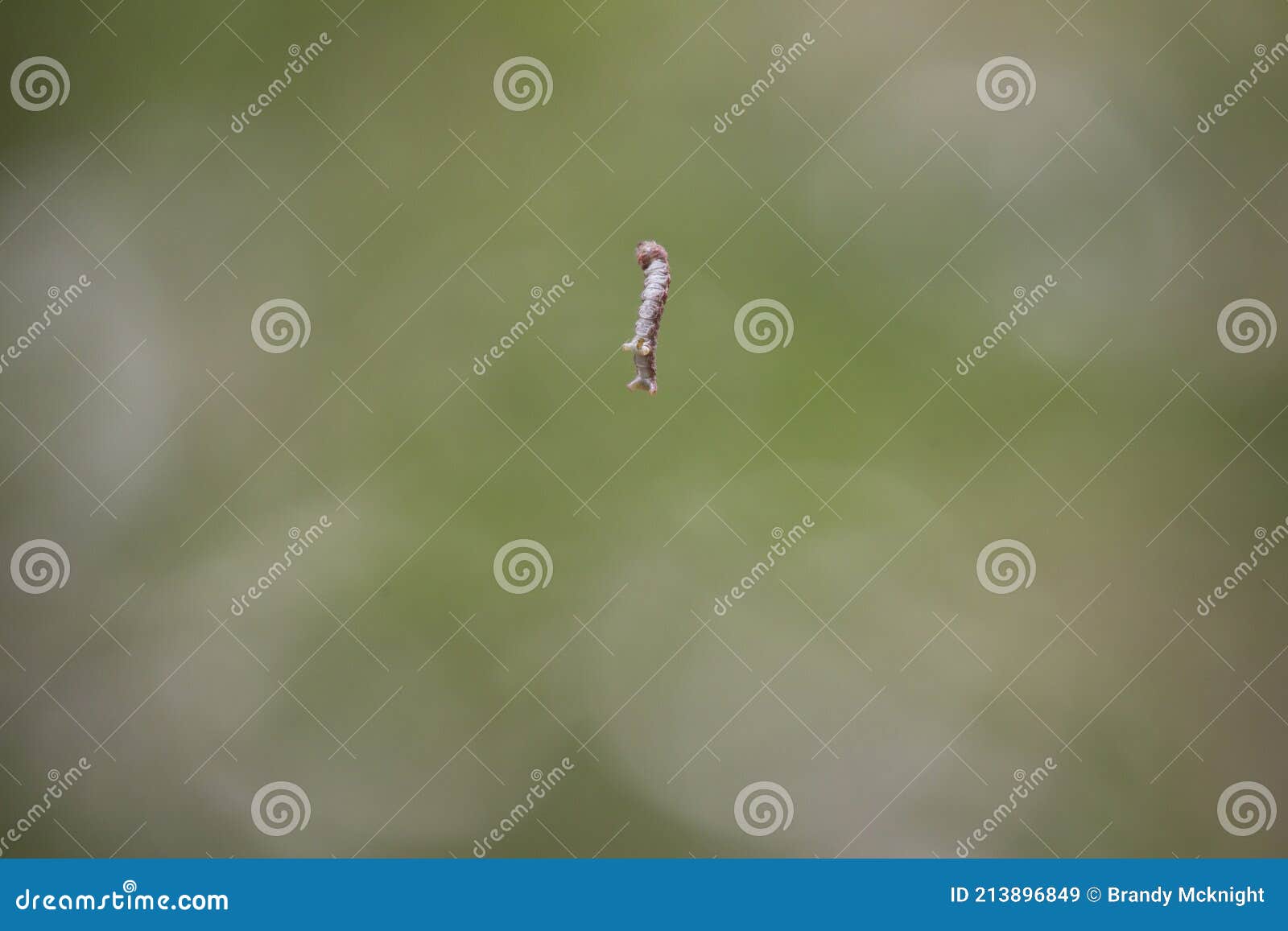 Pink Inchworm Hanging stock image. Image of life, inchworm - 213896849