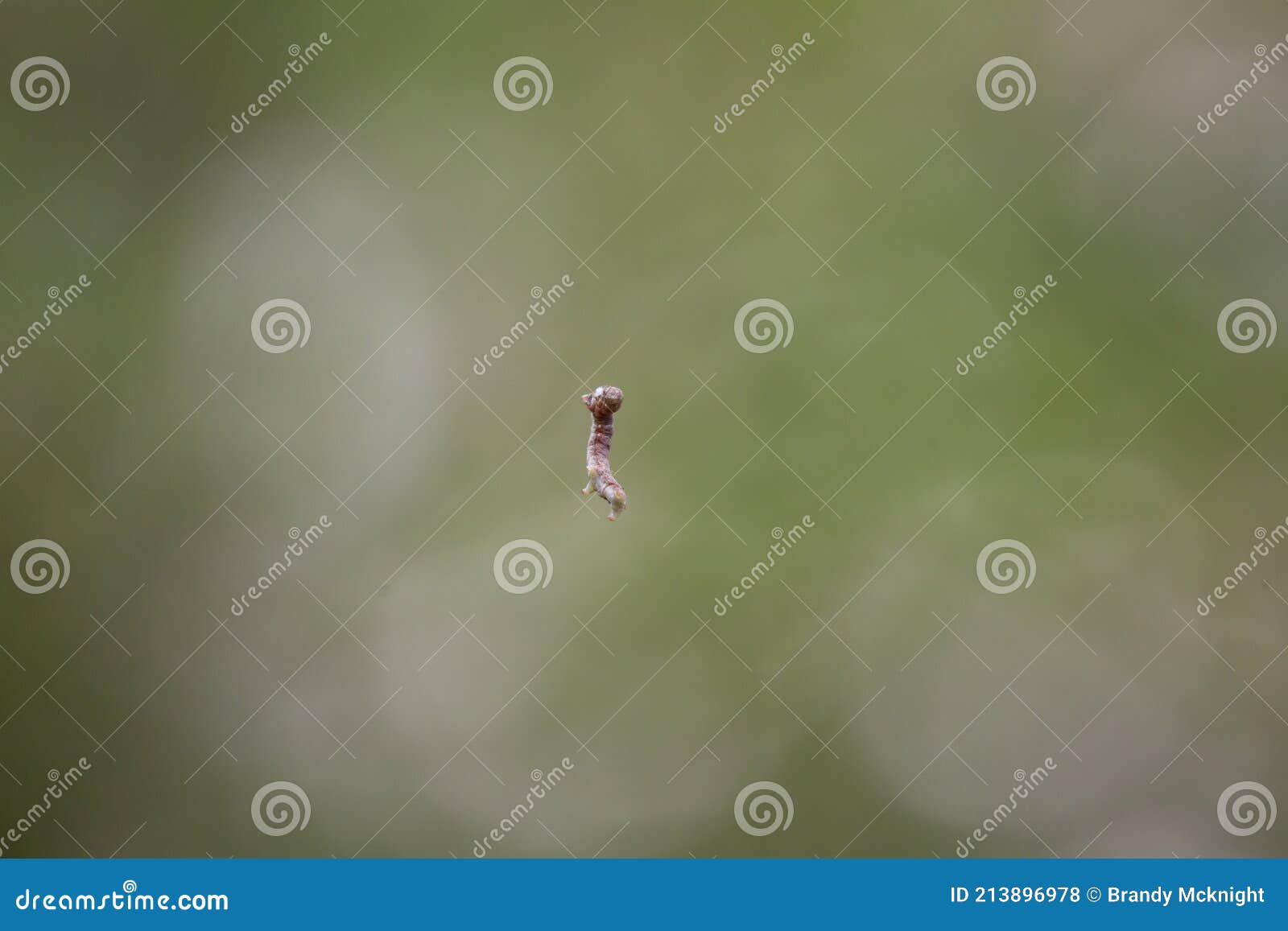 Pink Inchworm Hanging stock photo. Image of entomology - 213896978