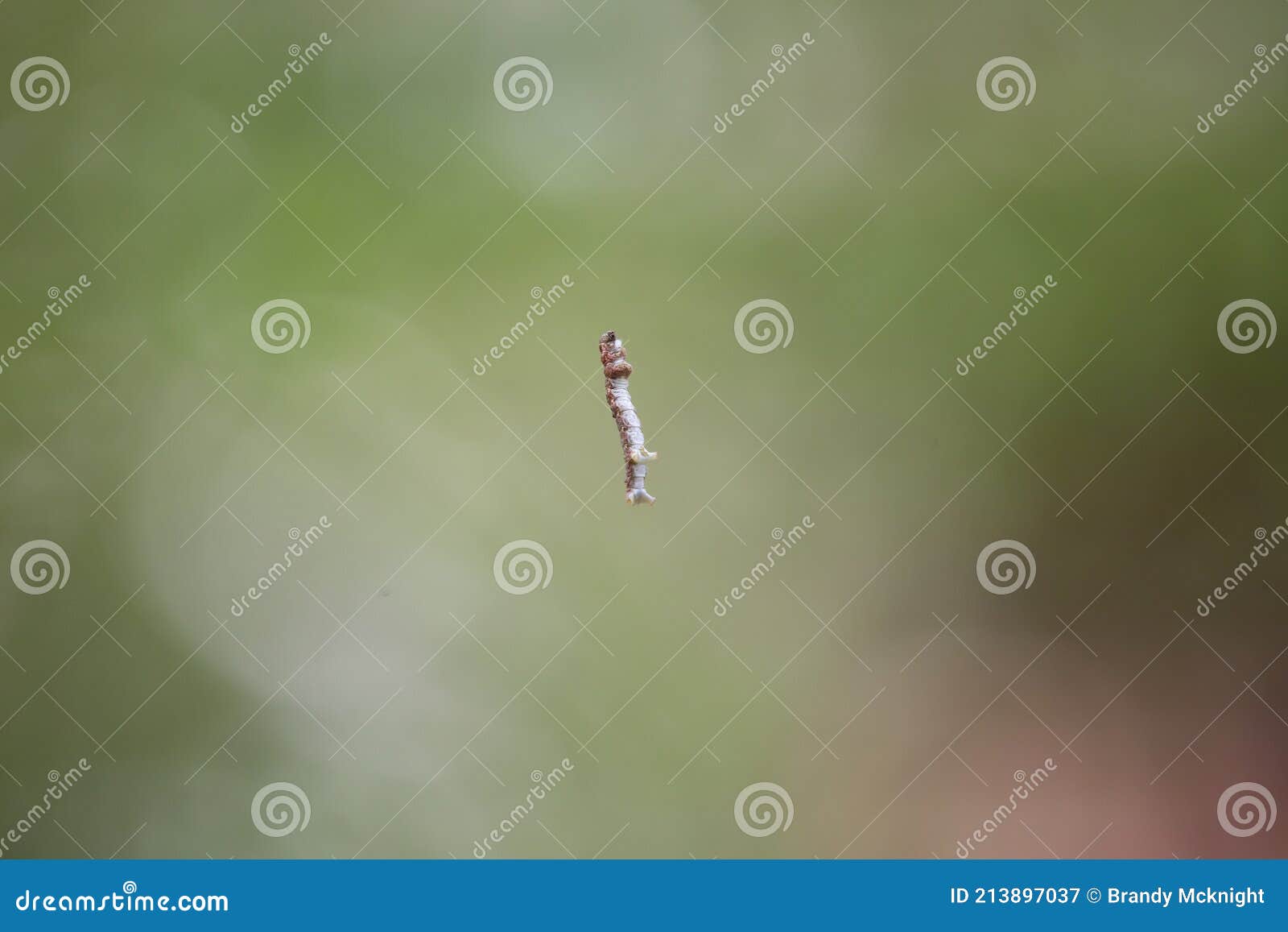 Pink Inchworm Hanging stock image. Image of moth, beauty - 213897037