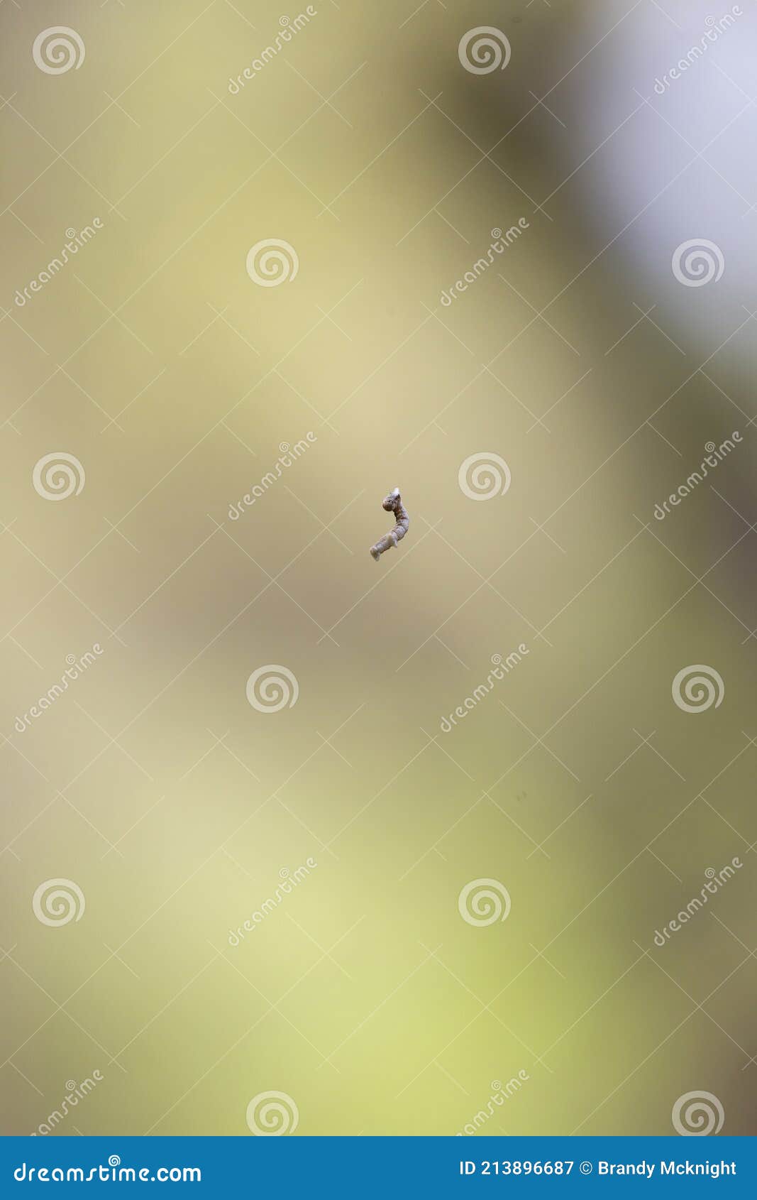 Pink Inchworm Spinning a Cocoon Stock Image - Image of inchworm ...