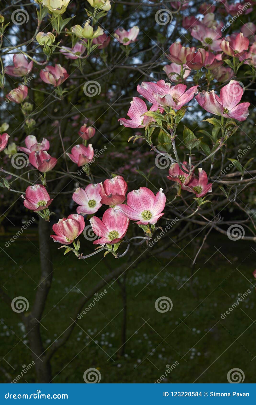 Branch and Pink Inflorescence of Cornus Florida Stock Photo - Image of ...