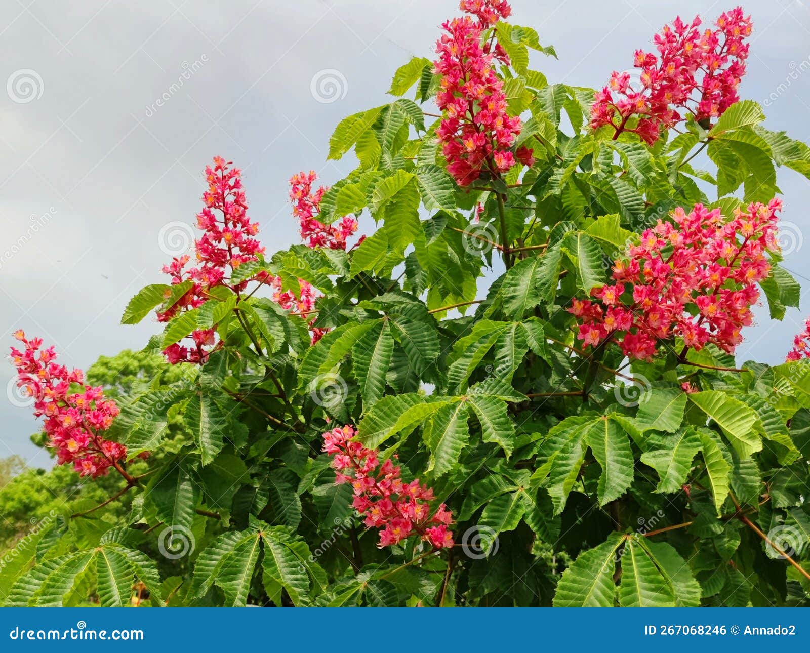 Pink Inflorescences of Chestnut Tree in Spring in Sunlight Stock Photo ...