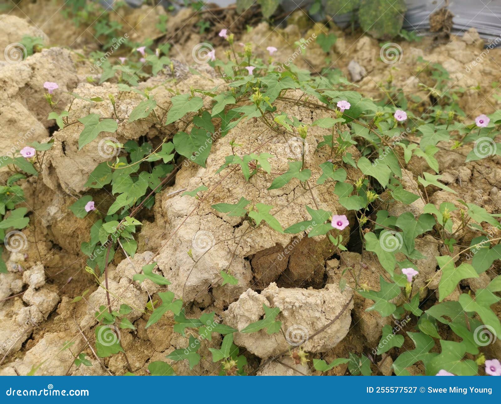 Pink Ipomoea Bush Morning Glory Crawling on the Plowed Field Stock ...