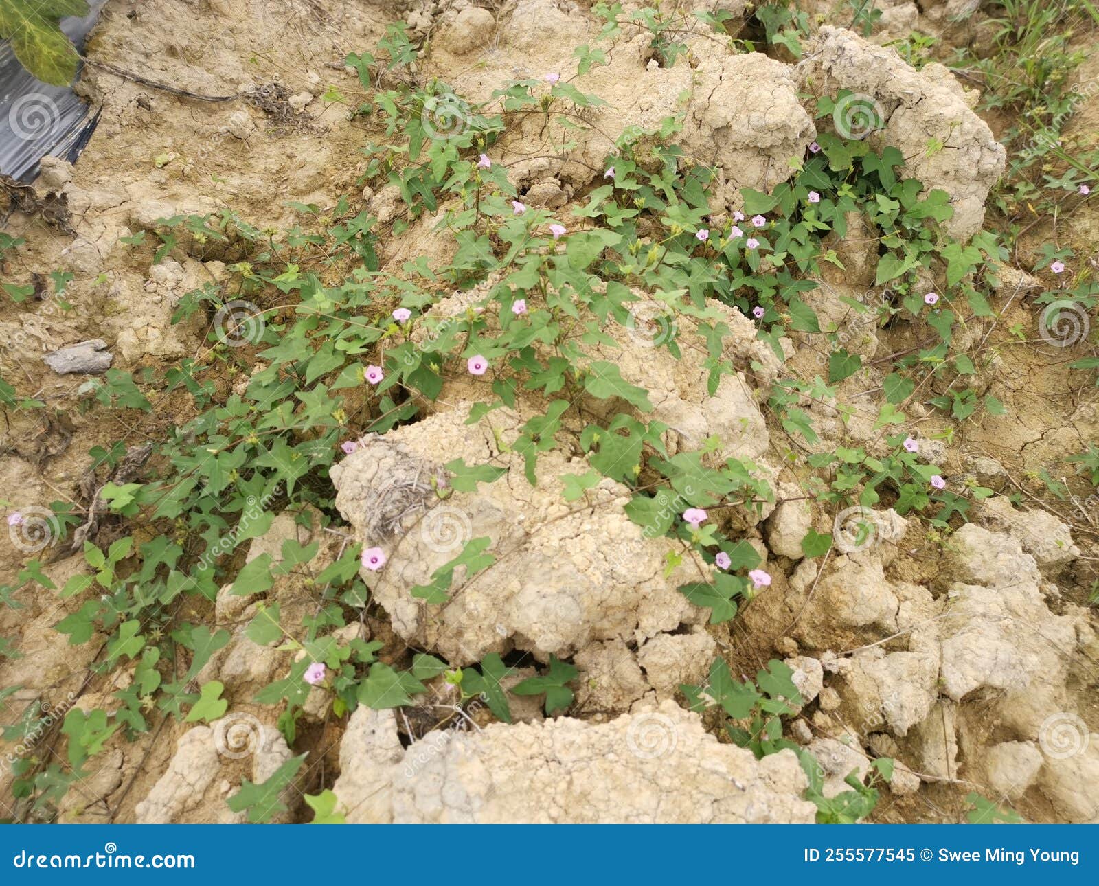 Pink Ipomoea Bush Morning Glory Crawling on the Plowed Field Stock ...