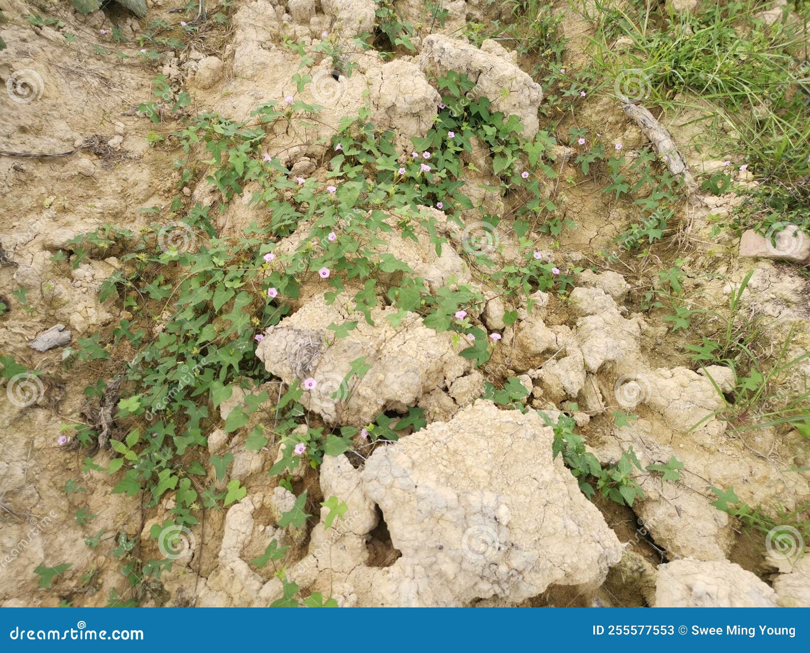 Pink Ipomoea Bush Morning Glory Crawling on the Plowed Field Stock ...