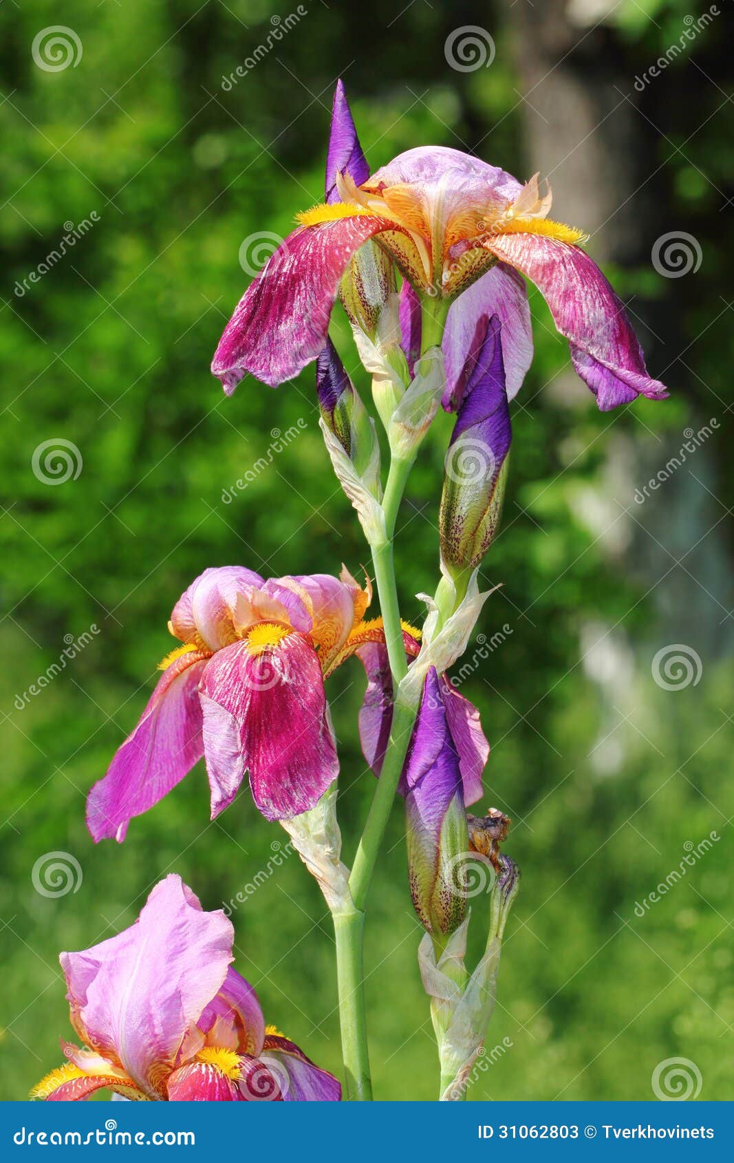 Pink iris stock image. Image of flora, season, bearded - 31062803