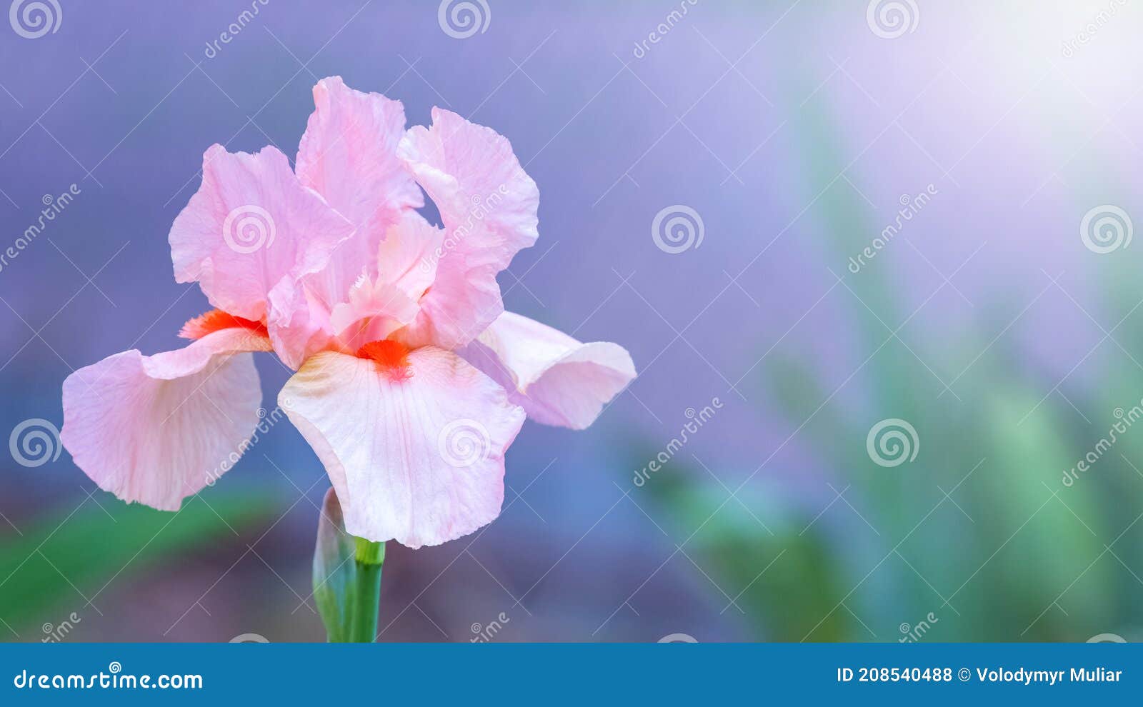 Pink Iris Close Up on a Blue Background Stock Photo - Image of macro ...