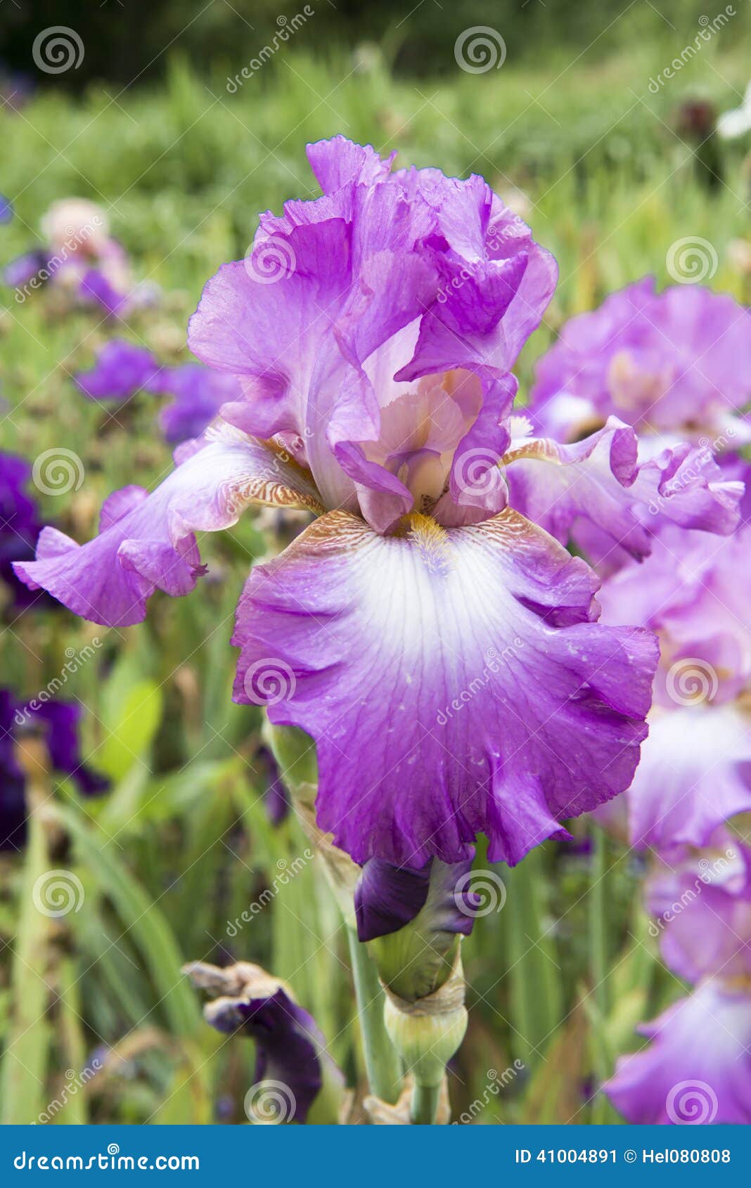 Pink Iris stock image. Image of plant, vibrant, varied - 41004891