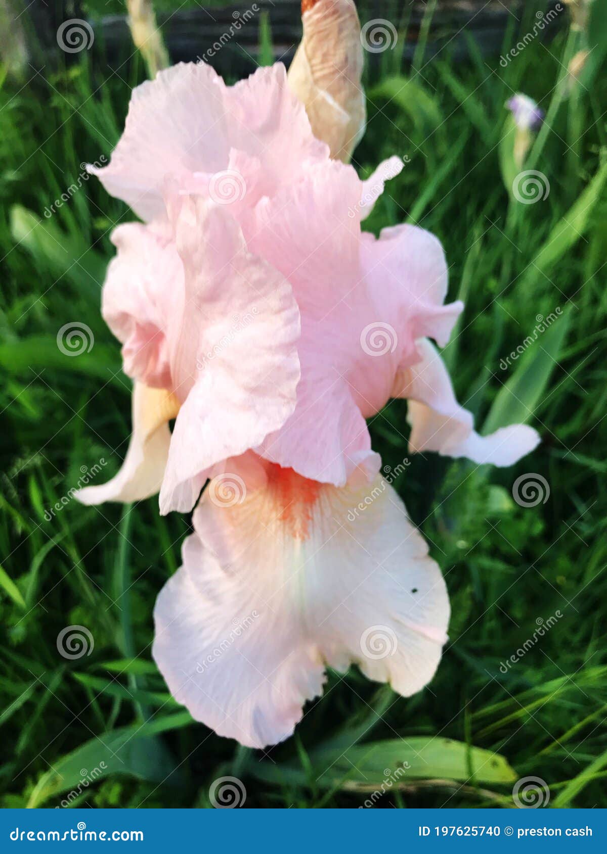 Pink iris stock photo. Image of pink, pretty, bueatful - 197625740