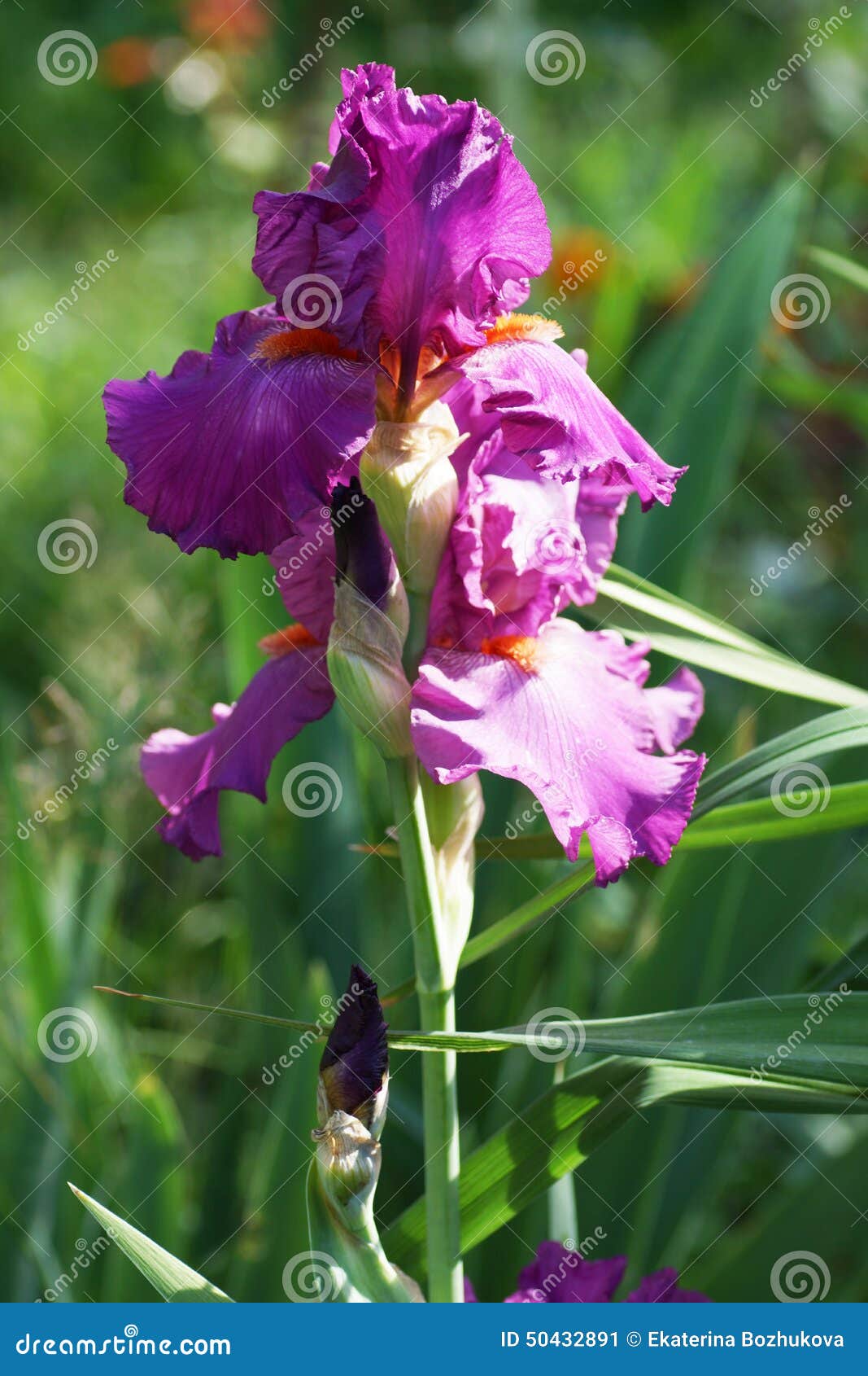 Pink Iris Flower in the Garden. Stock Image - Image of ornamental ...