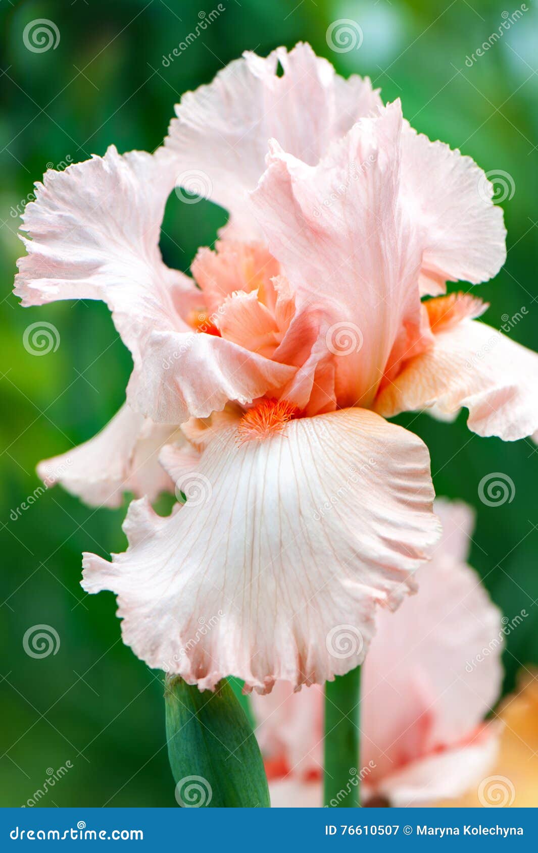Pink Iris Flower on Green Background Stock Image - Image of bloom ...