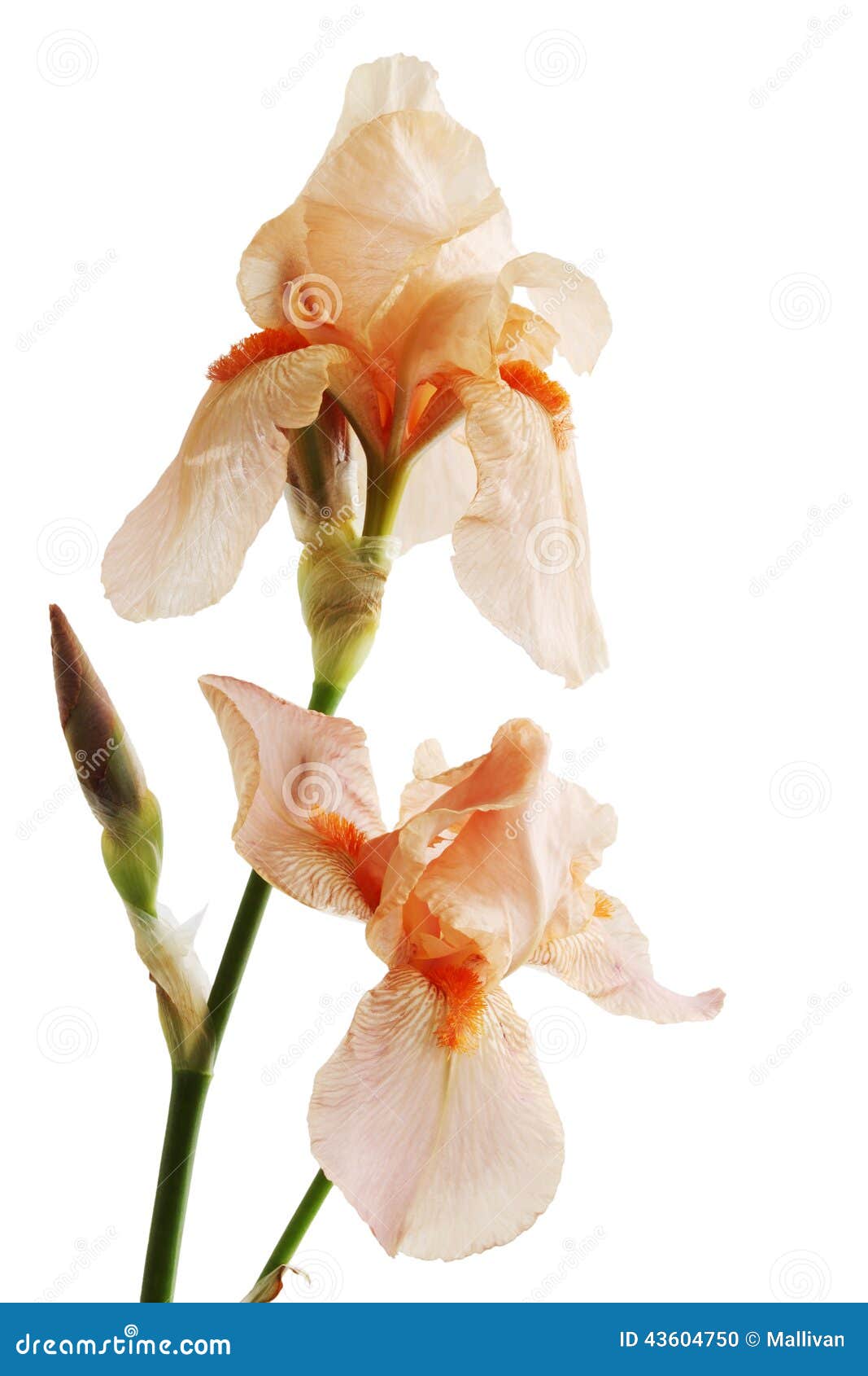 Pink iris stock photo. Image of growth, beauty, macro - 43604750