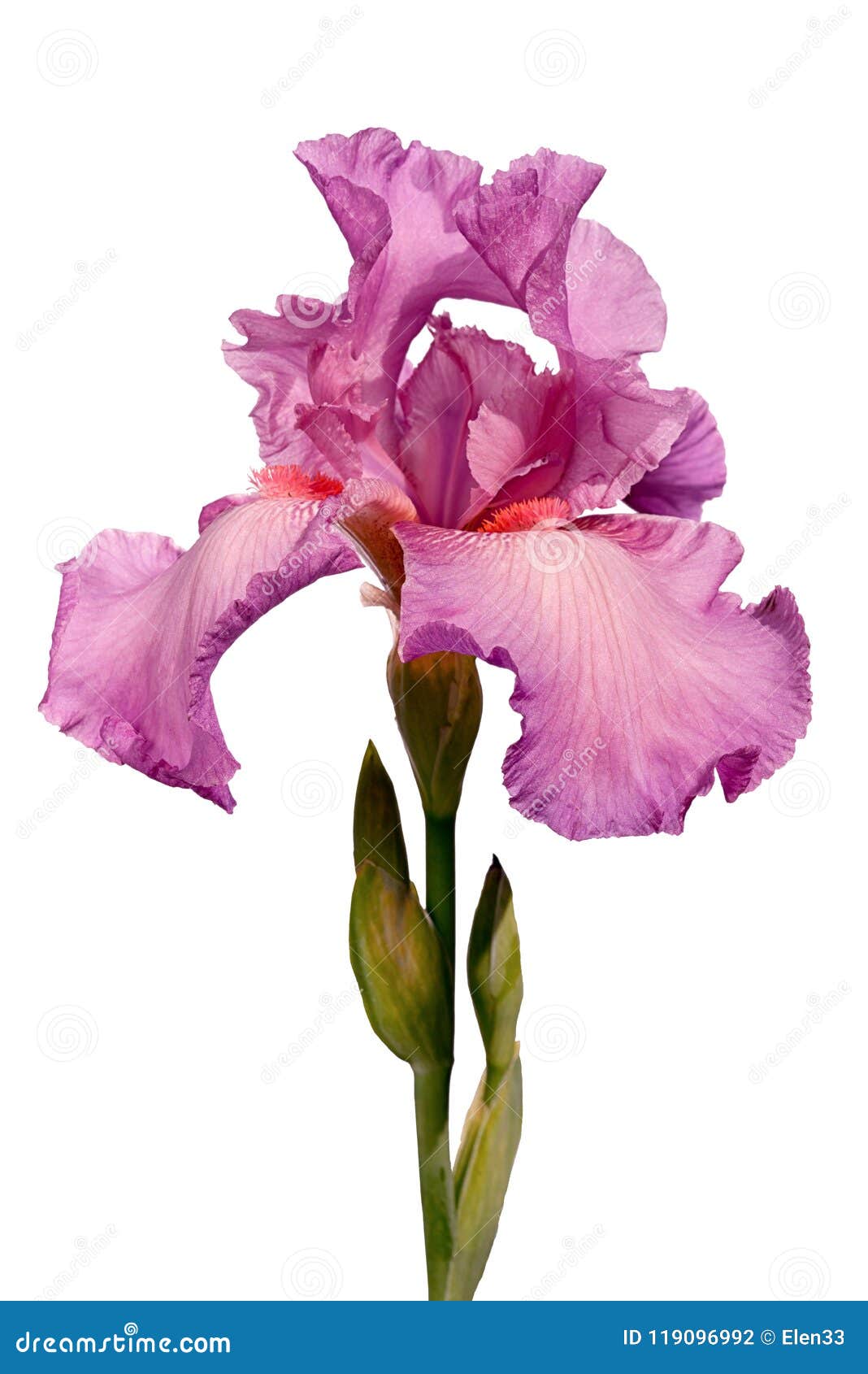 Iris flower stock photo. Image of blooming, floral, bloom - 119096992