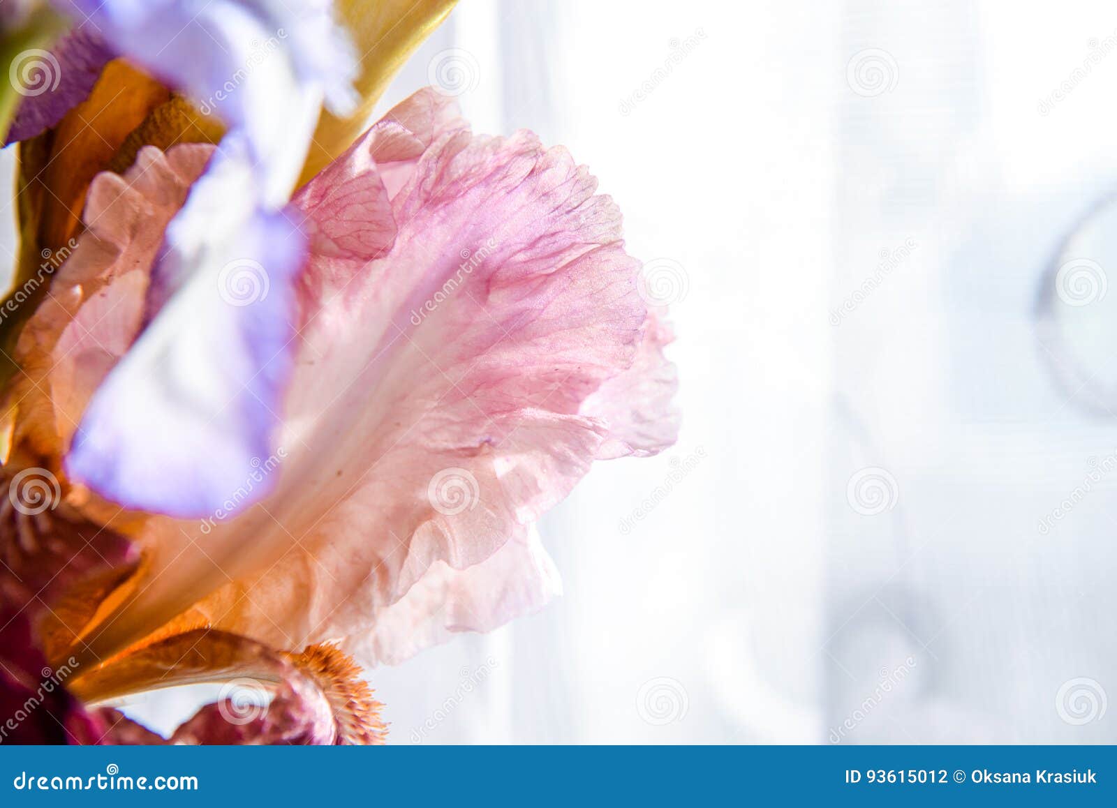 Pink Iris Flower Macro on a White Texture Background. Selective Focus ...