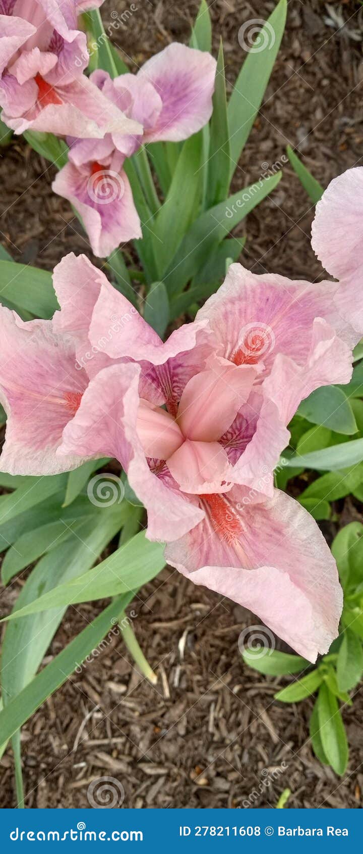 Pink Iris stock photo. Image of plant, bloom, pink, leaf - 278211608